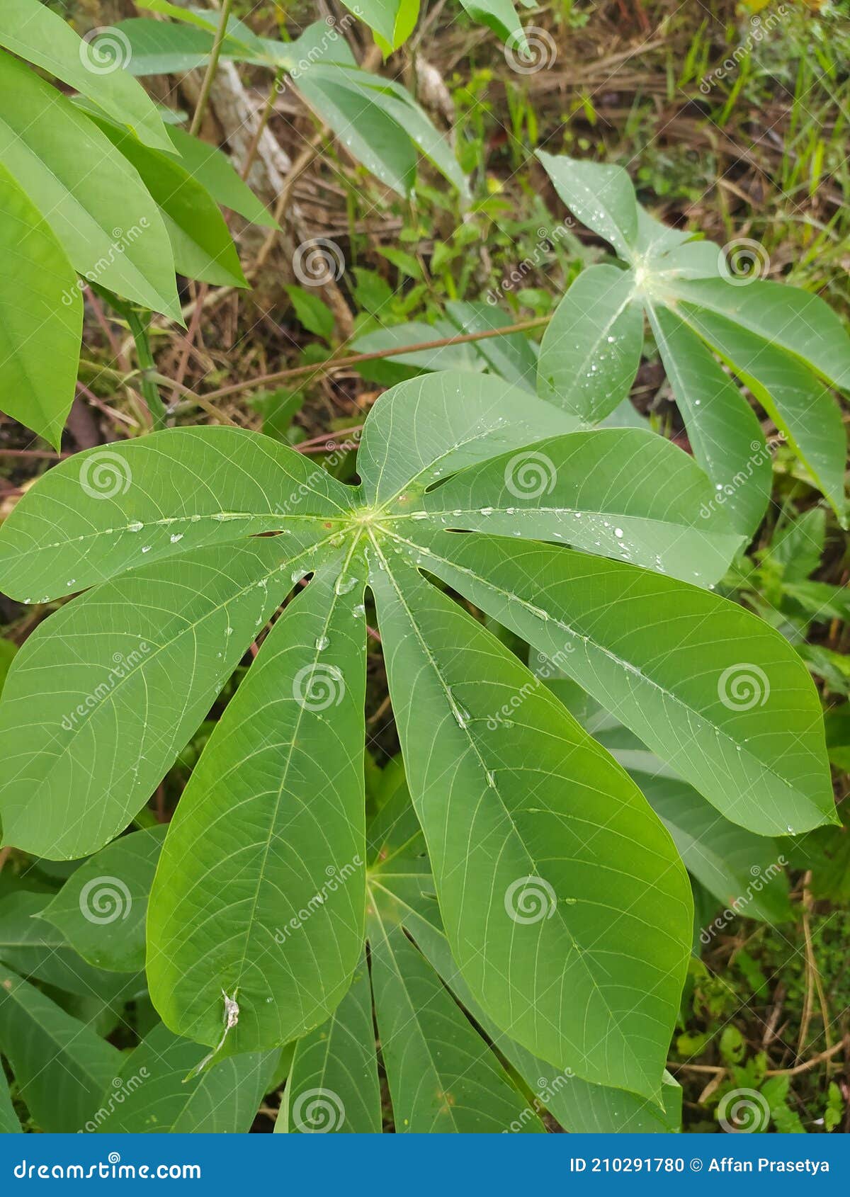 Cassava is a Food Crop that Produces Tubers in the Soil Stock Photo ...