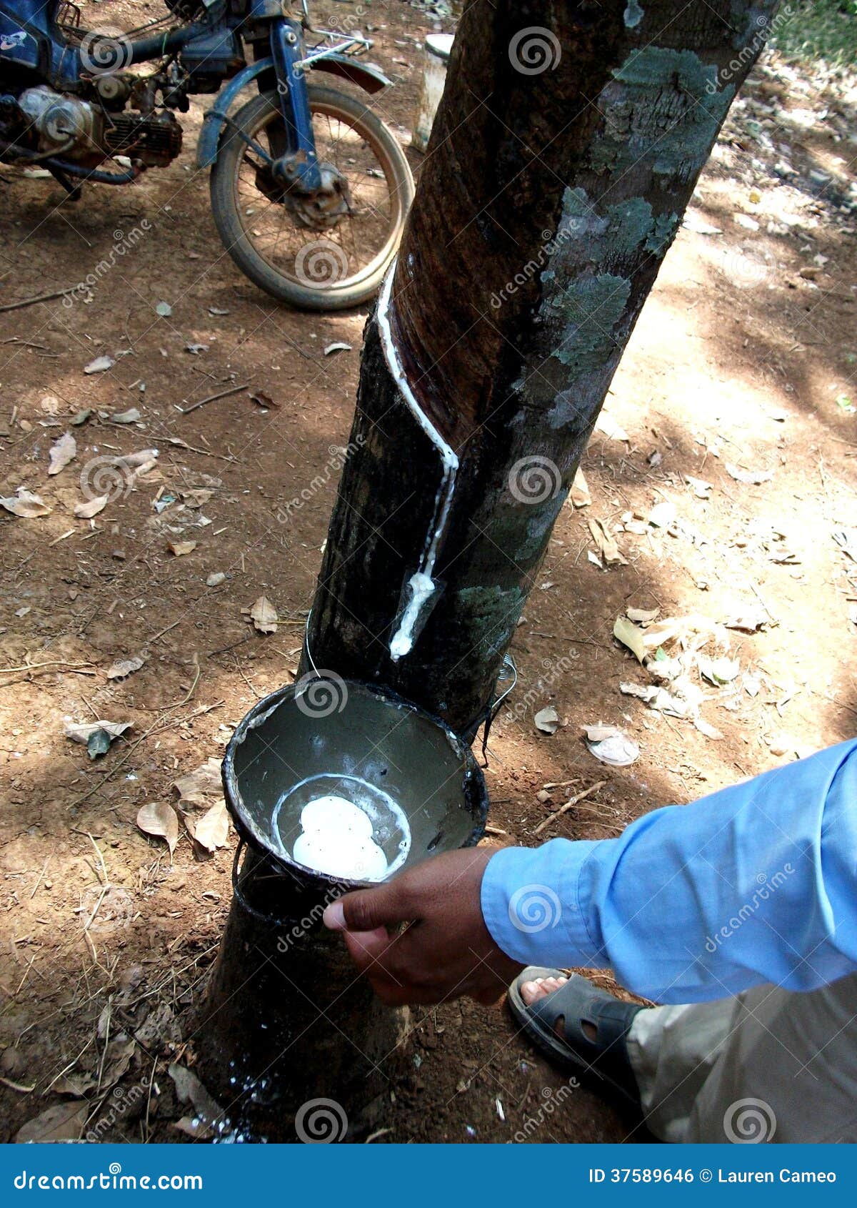Daily Rubber Collection, Kompong Cham Editorial Photo - Image of south ...