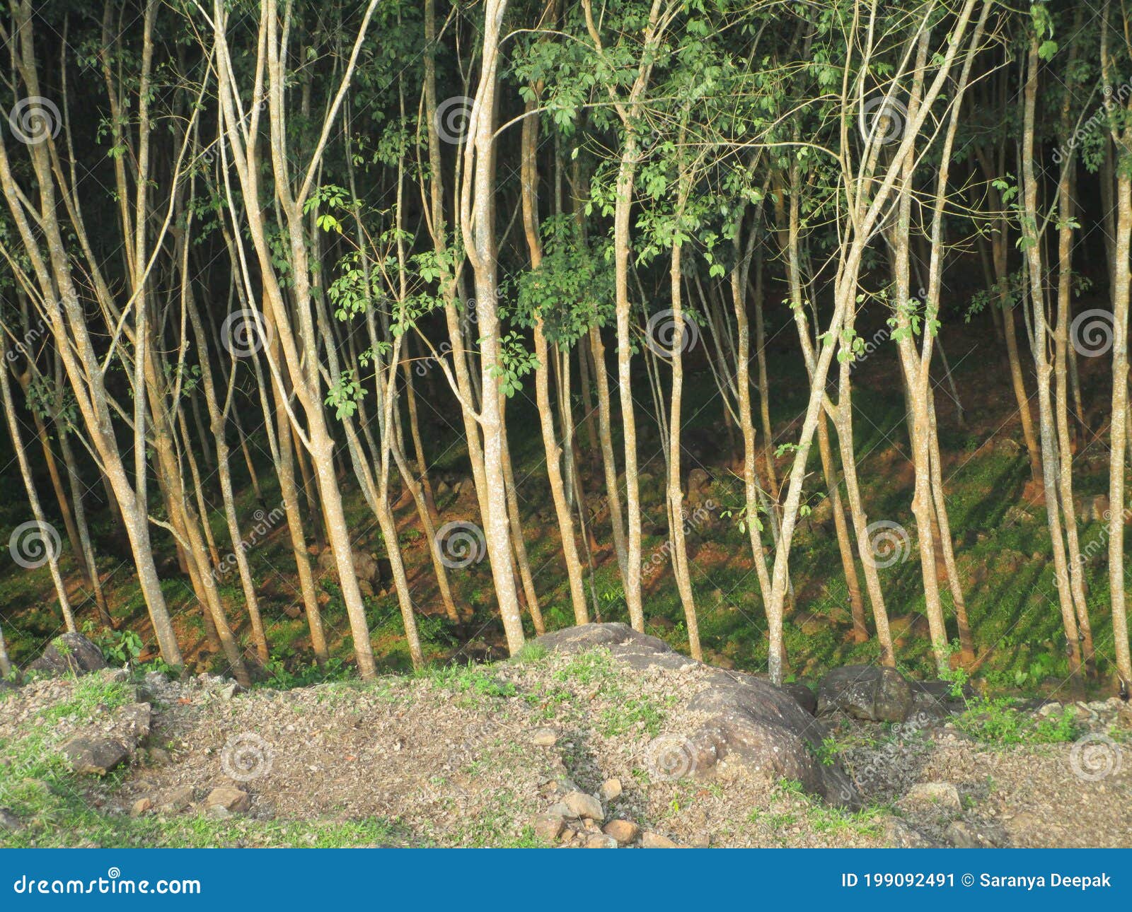 Rubber Cultivation at Forest Areas Stock Image - Image of areas, tree ...