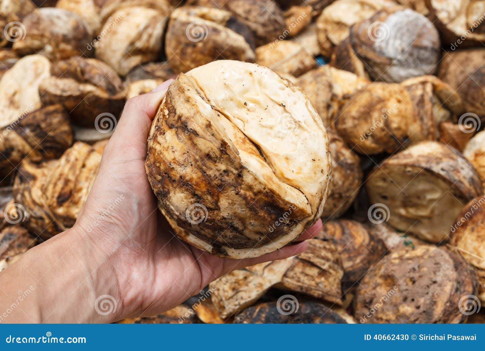 Rubber cup lump stock photo. Image of farm, foul, fraction - 40662430