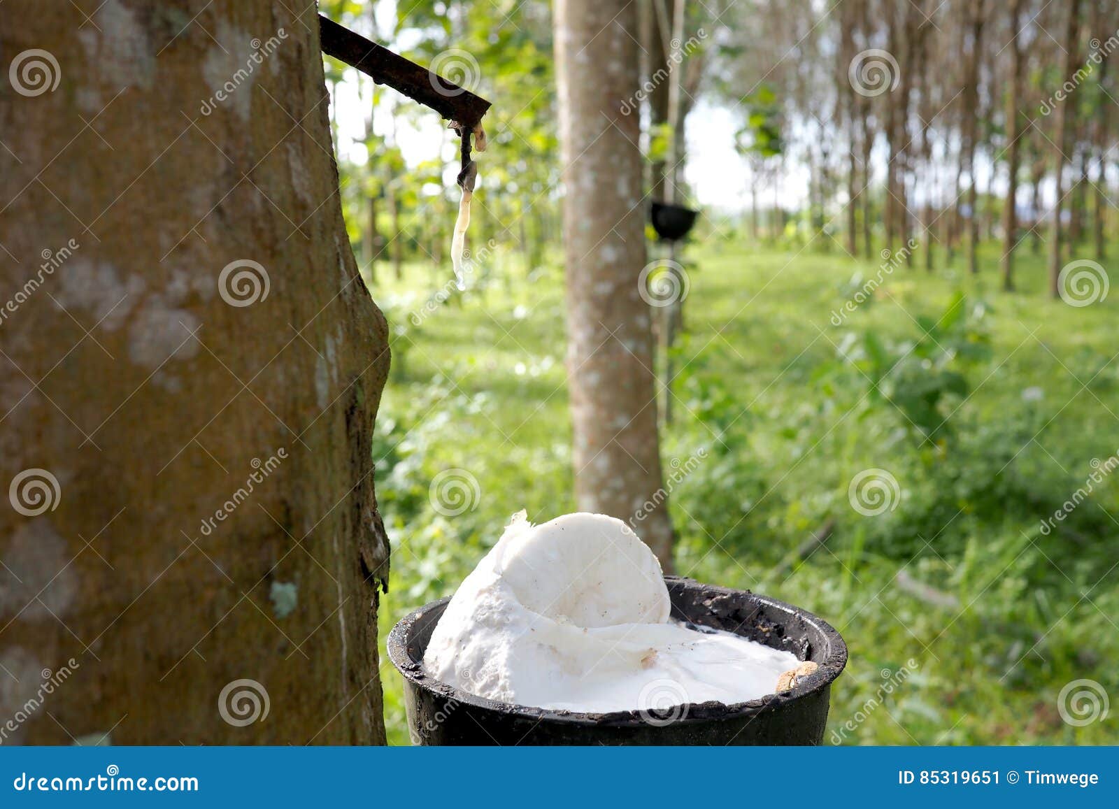 Rubber Dripping into a Pot in Rubber Plantation Stock Image - Image of ...