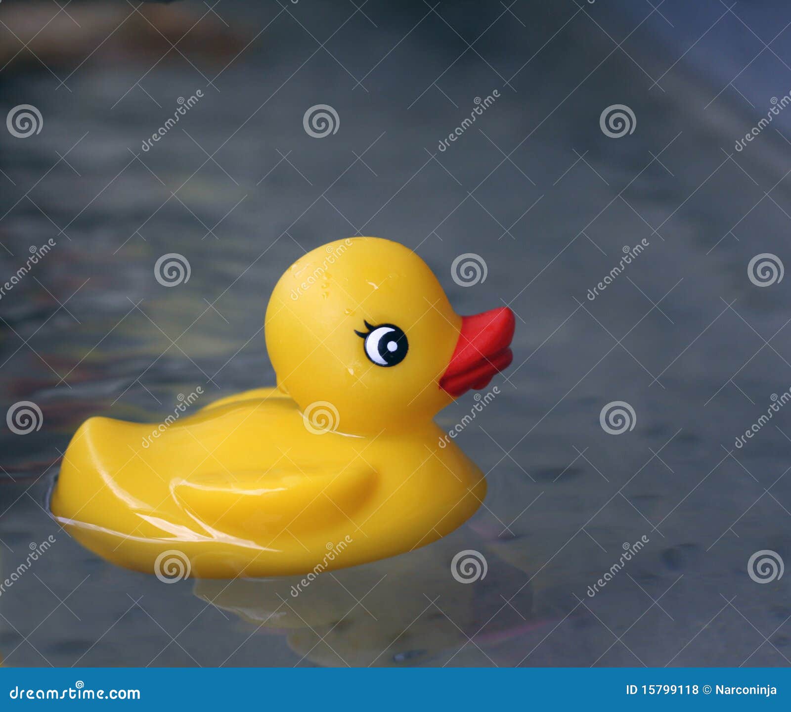 Rubber duck stock photo. Image of colorful, crisp, baby - 15799118