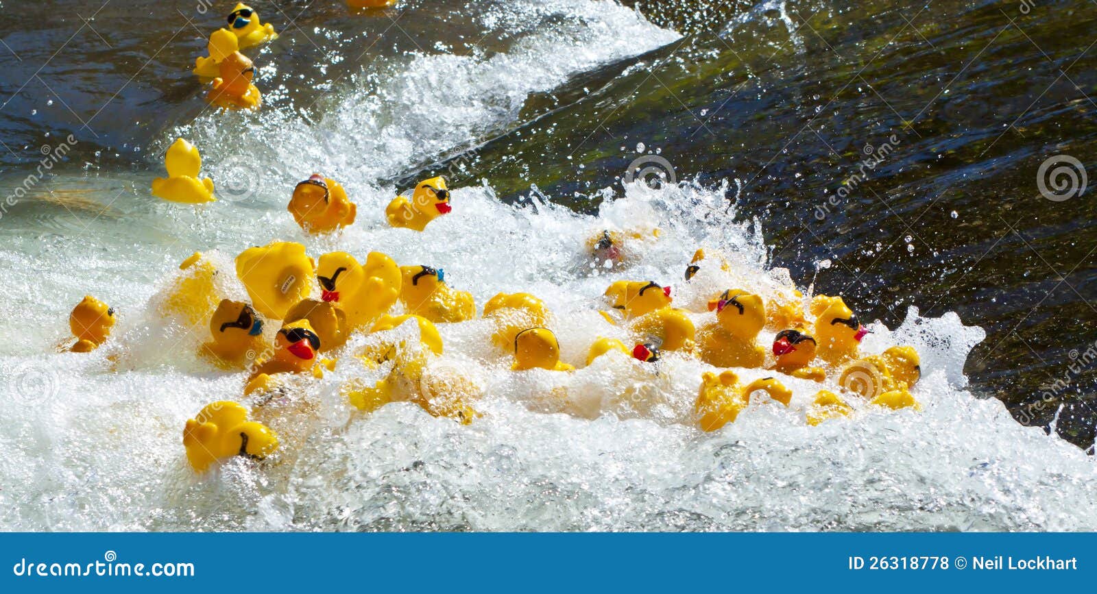 Rubber Duck Racing editorial stock photo. Image of adopt - 26318778