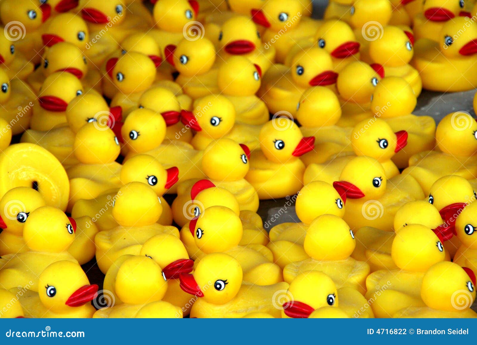 Rubber Ducks Stock Photo | CartoonDealer.com #4716822