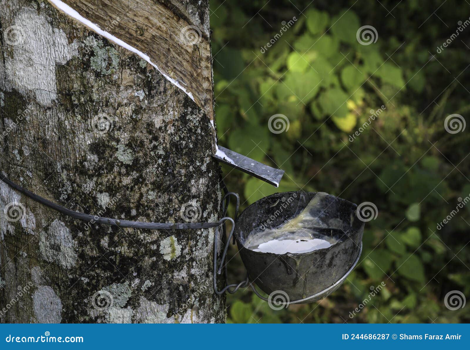 Rubber Elastic Latex Extracted from Rubber Tree Kerala Stock Image ...