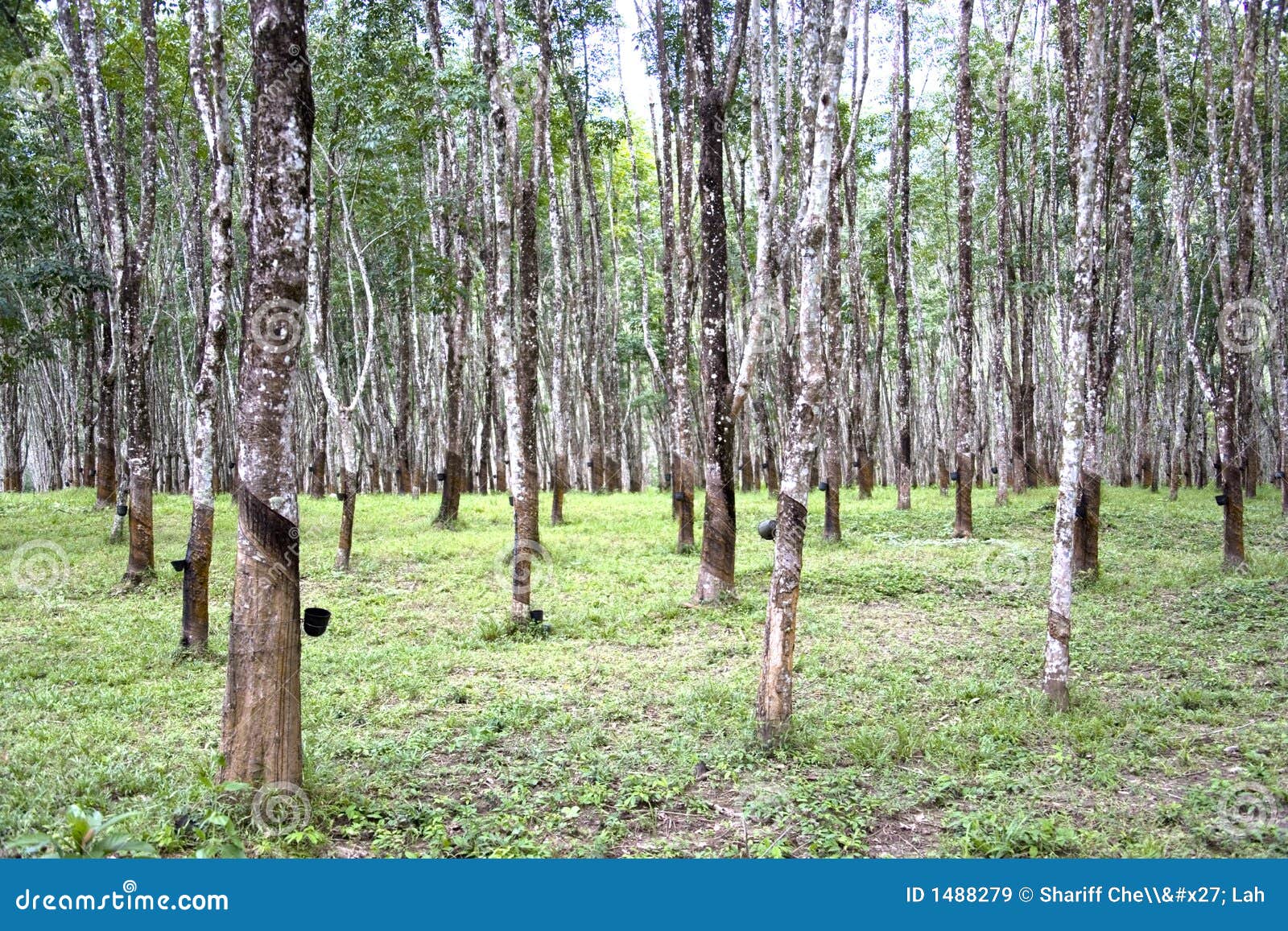 Rubber Estate stock image. Image of rainforest, tree, cutting - 1488279