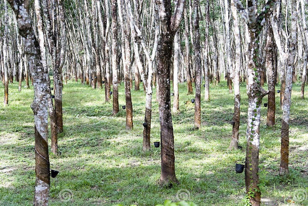 Rubber Estate stock photo. Image of tapping, rainforest - 1488284
