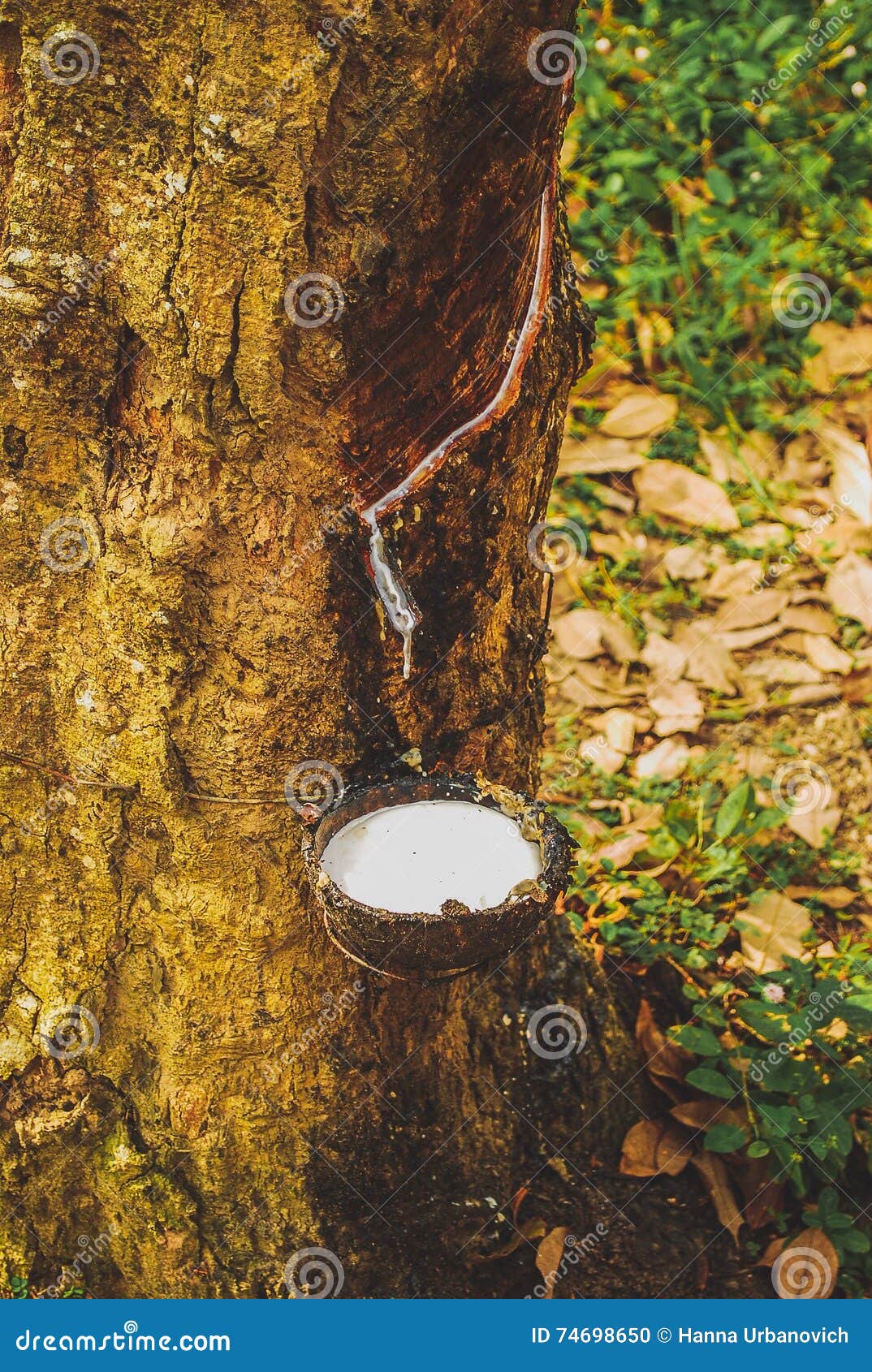 Rubber extraction stock photo. Image of rubber, nonproduction - 74698650