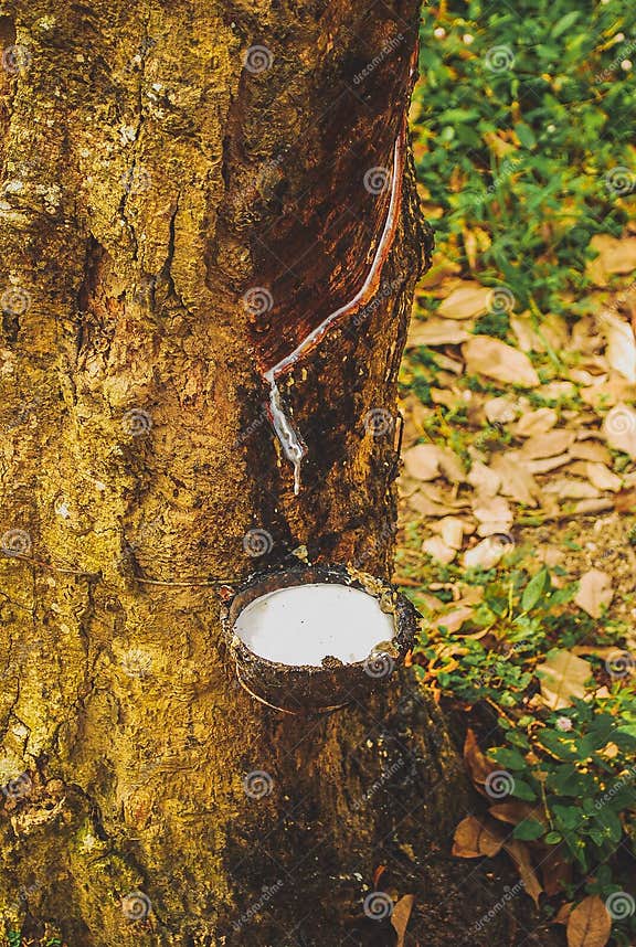Rubber extraction stock photo. Image of rubber, nonproduction - 74698650