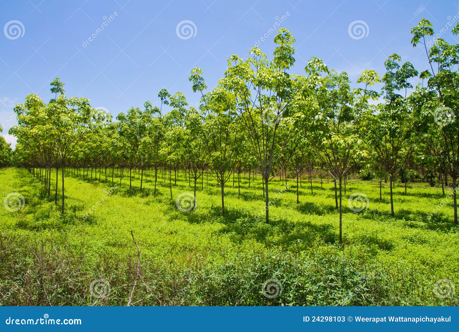 Rubber farm stock image. Image of outdoors, grasses, farmland - 24298103