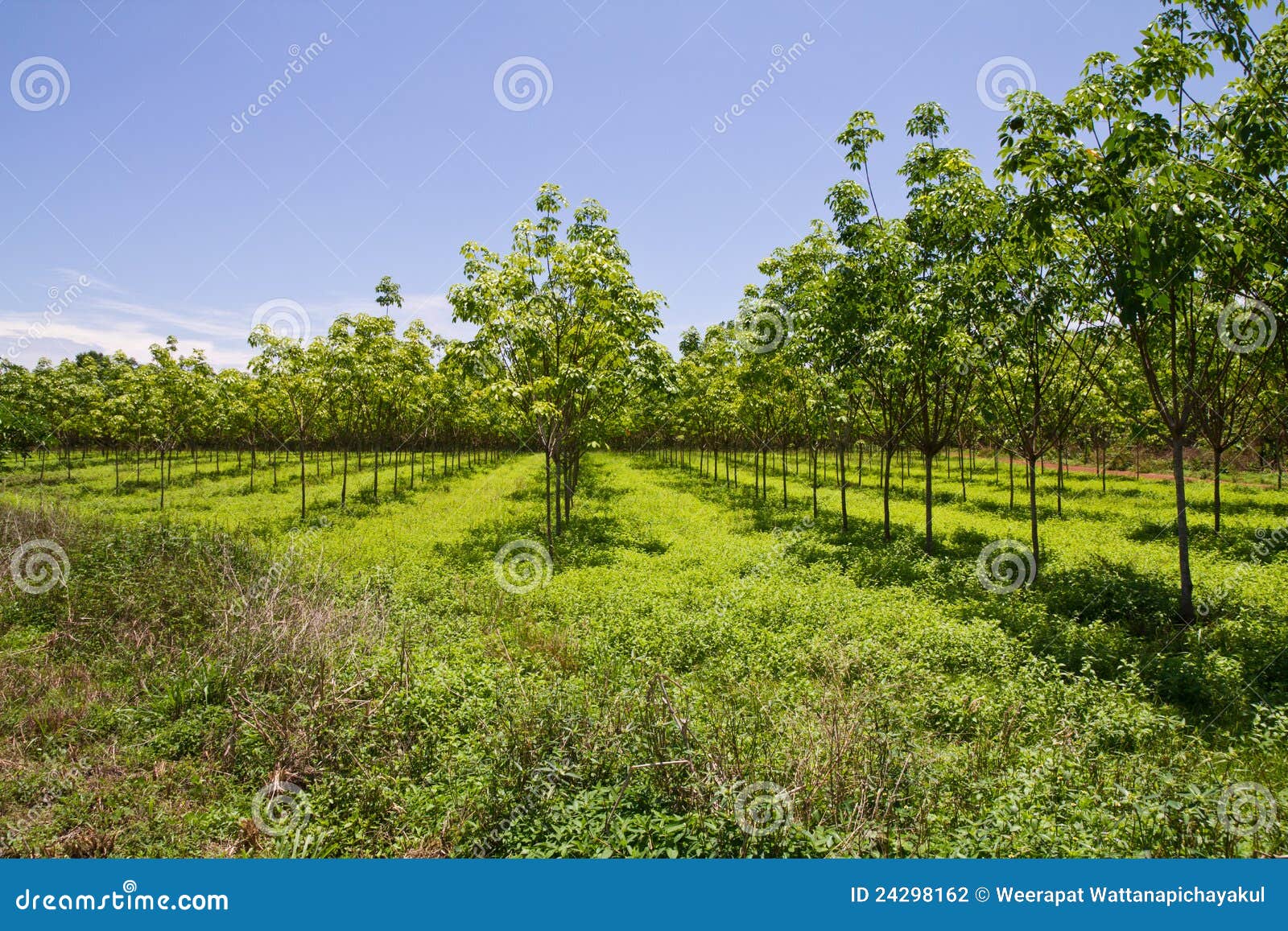 Rubber Farm Stock Photography - Image: 24298162