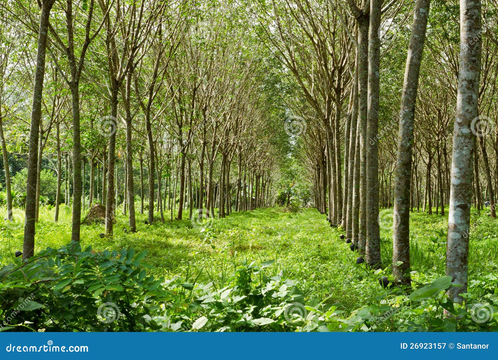 Rubber farm stock image. Image of plant, organic, crop - 26923157