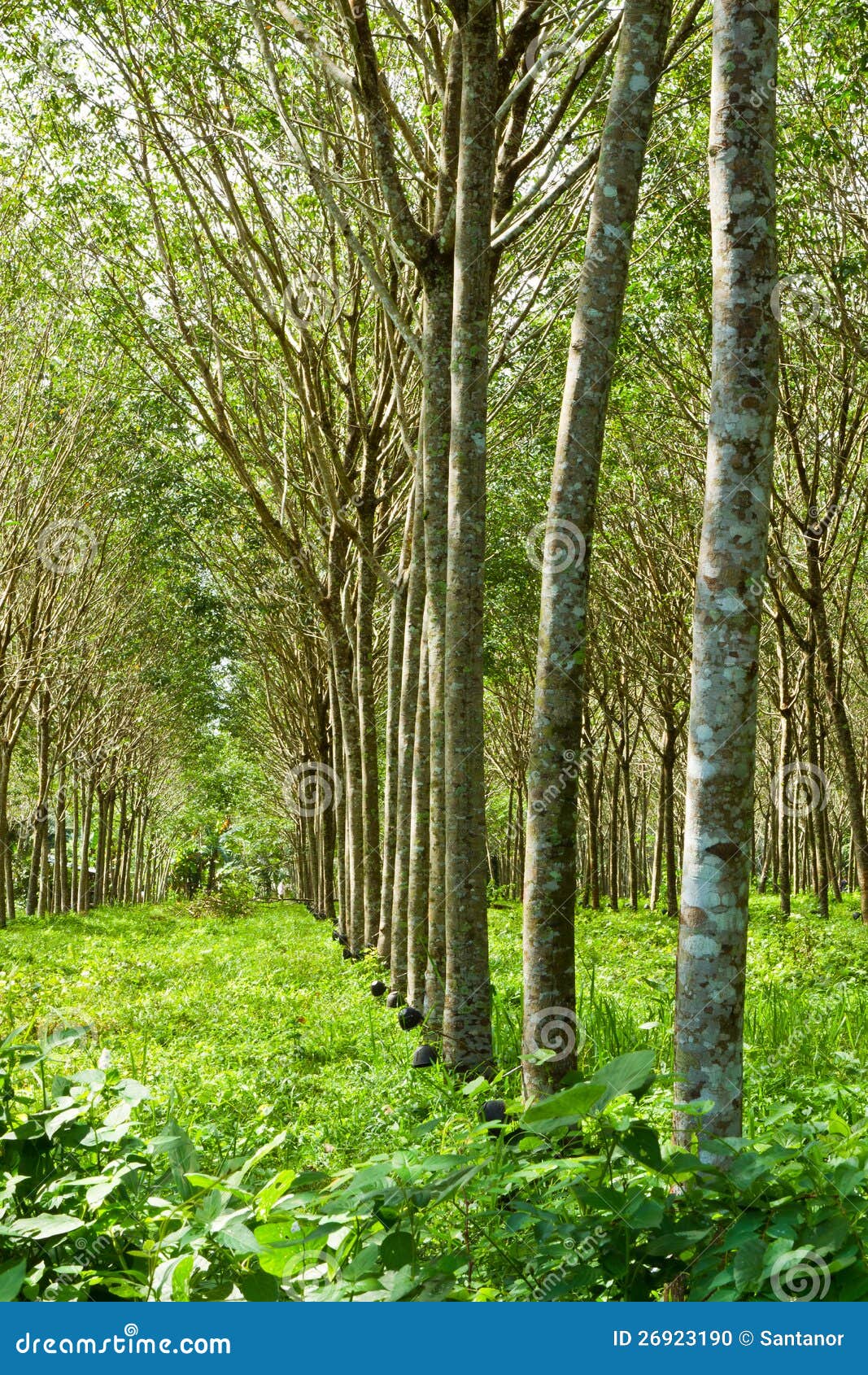 Rubber farm stock photo. Image of growth, wood, plant - 26923190