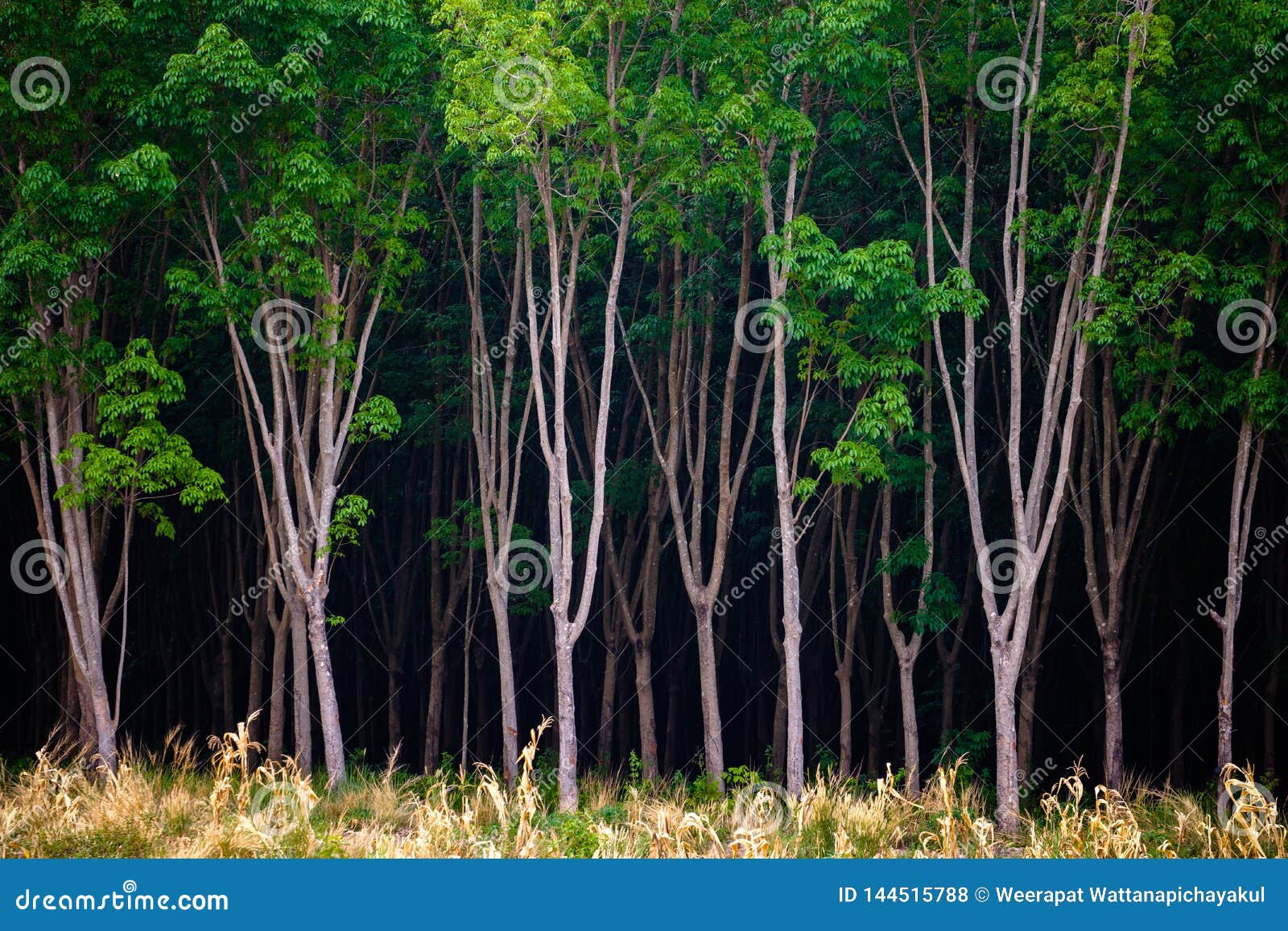 Rubber Farm in Thailand stock photo. Image of plantation - 144515788