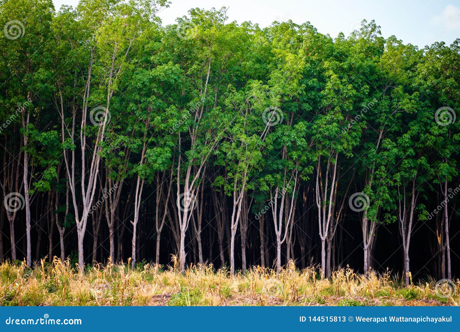 Rubber Farm in Thailand stock image. Image of thailand - 144515813