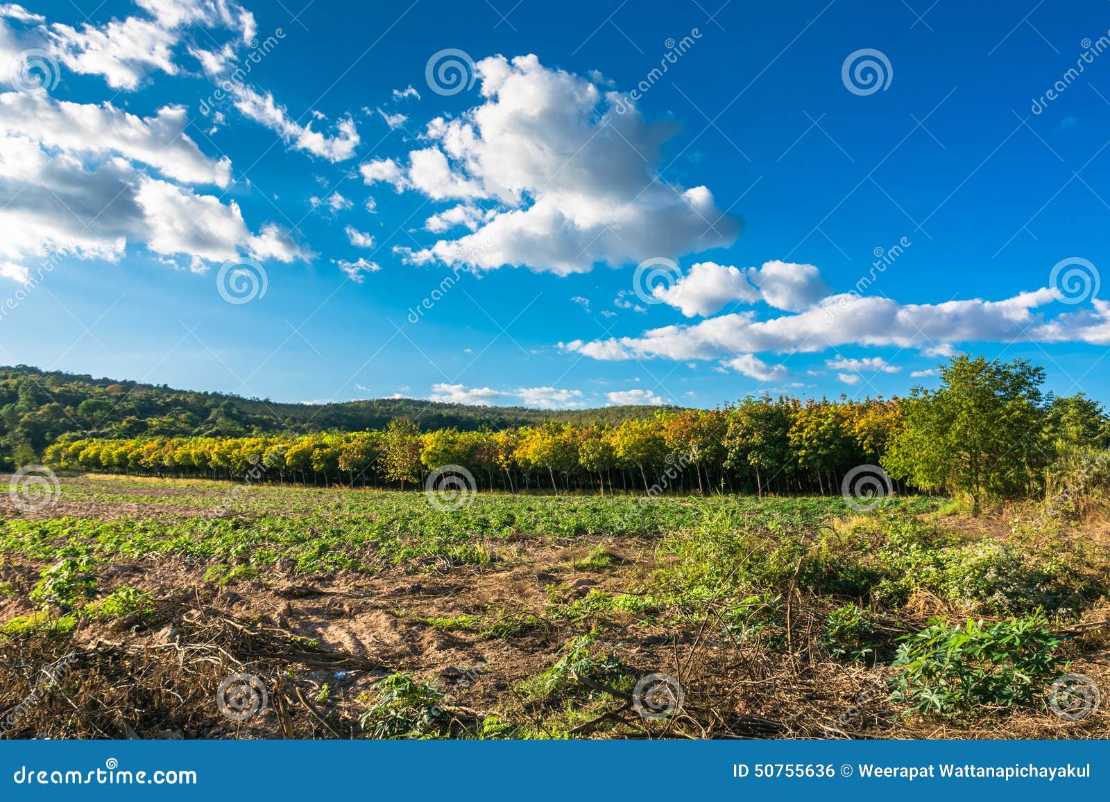 Rubber farm stock photo. Image of agriculture, rubber - 50755636