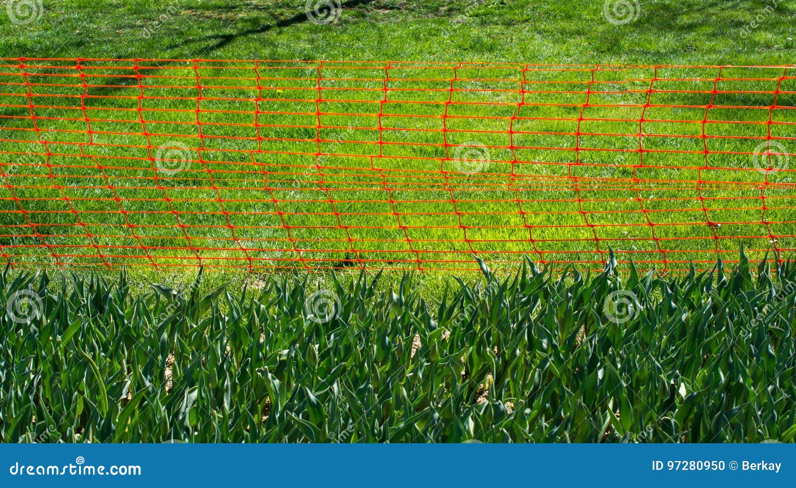 Rubber Fence in the Tulip Garden Stock Photo - Image of garden ...