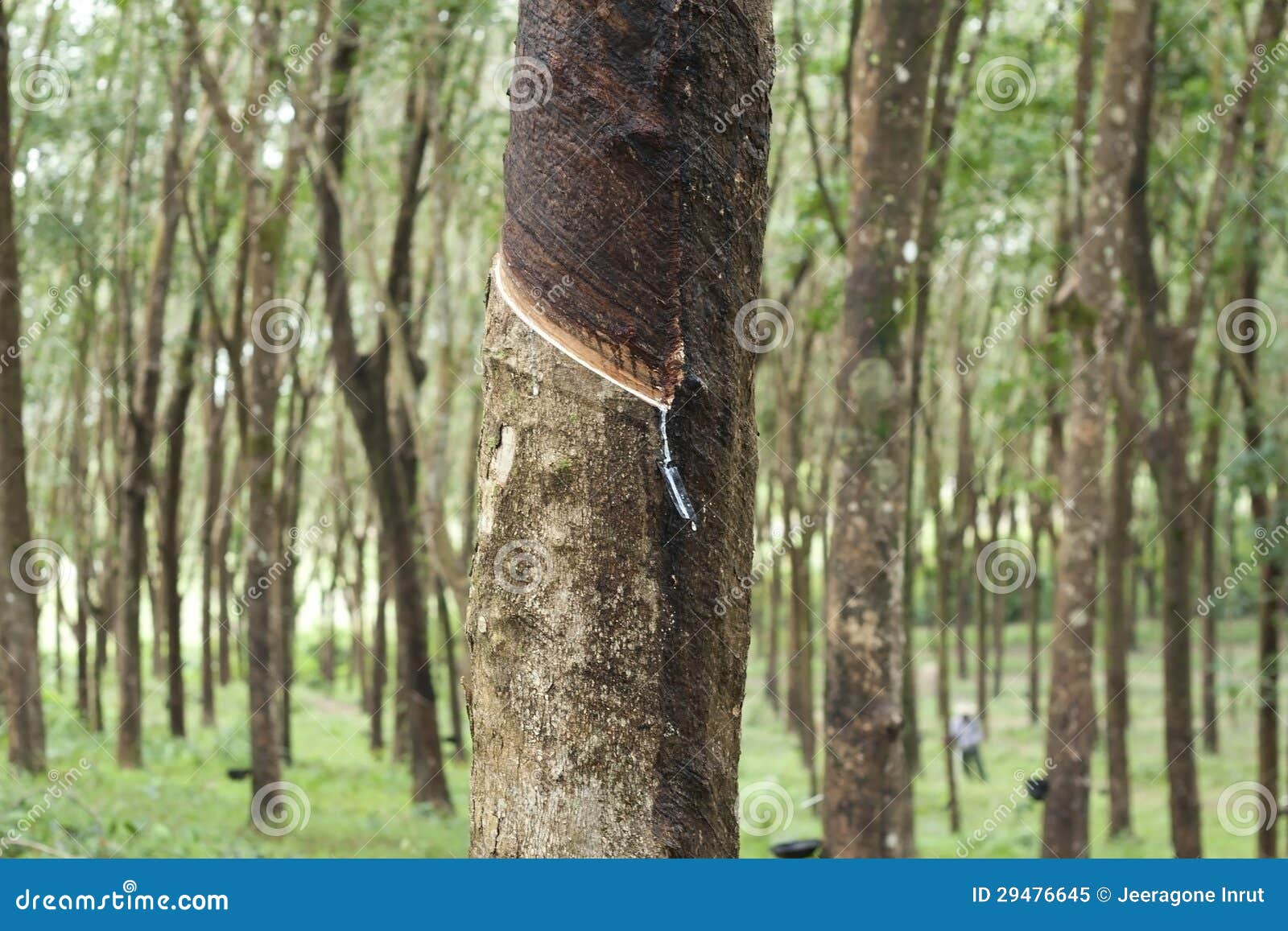 Rubber forest stock image. Image of lush, thailand, flora - 29476645