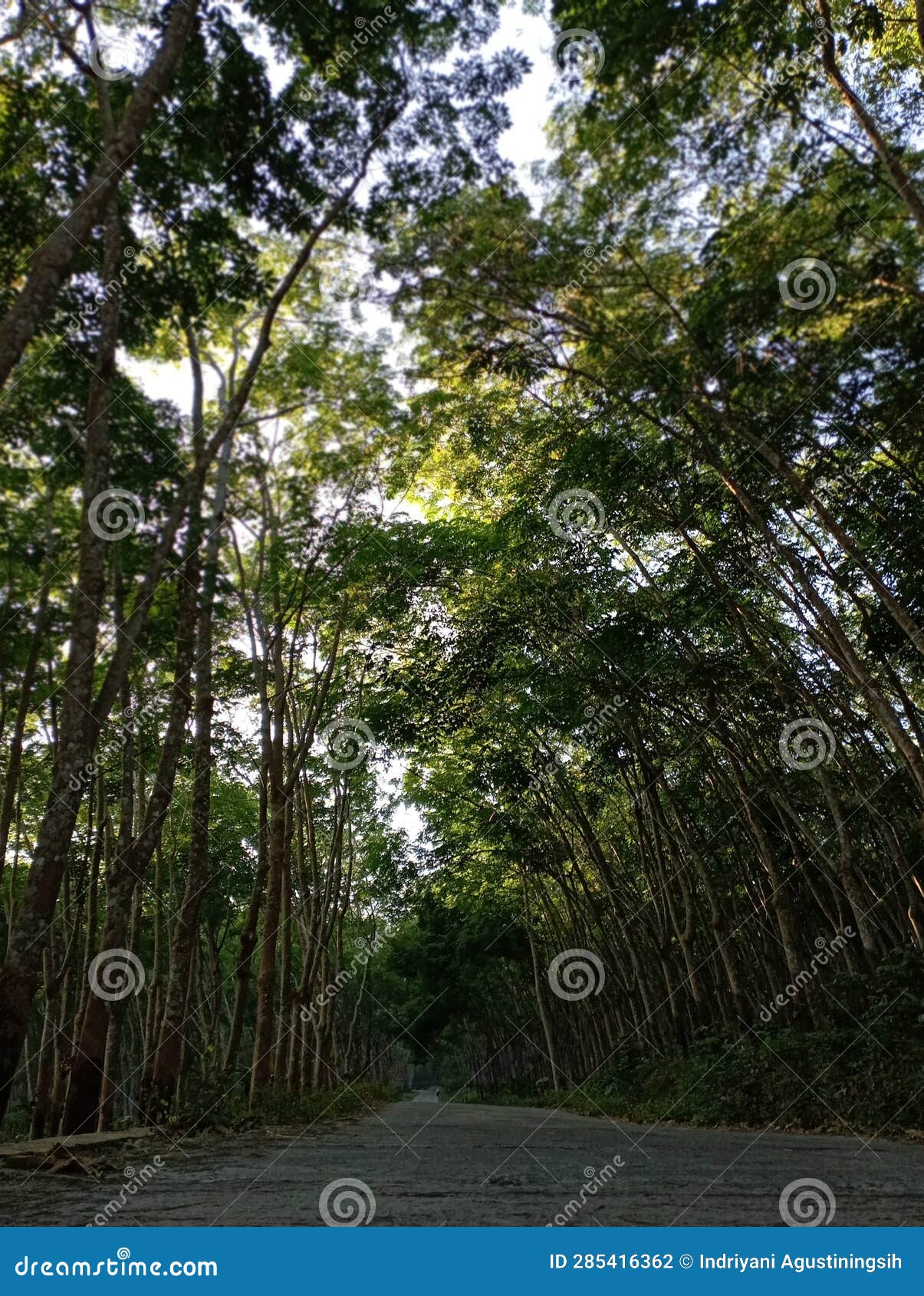 Rubber Forest Shot at 9 am from Below Stock Photo - Image of forest ...
