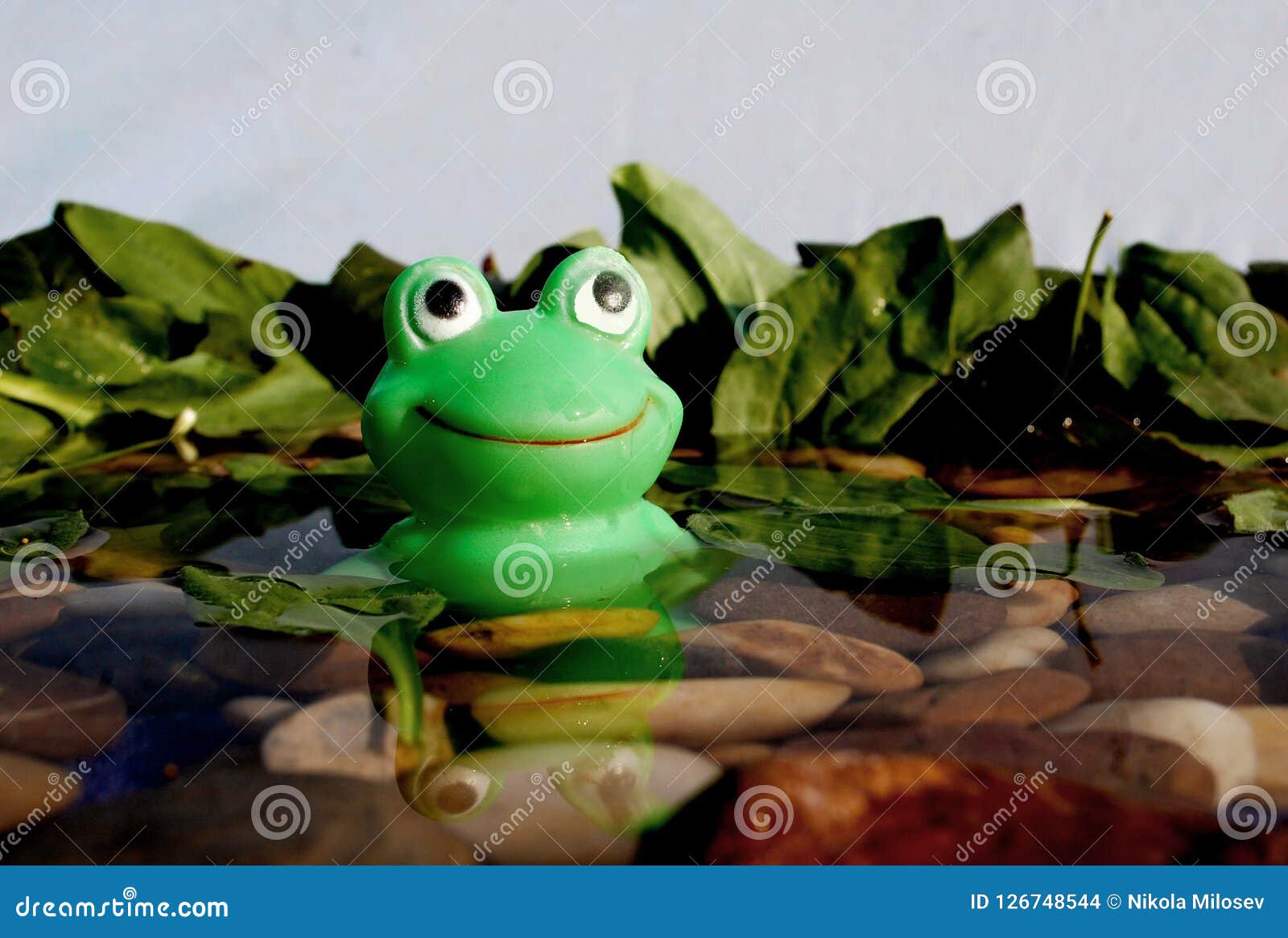 Rubber frog stock photo. Image of color, rocks, rubber - 126748544