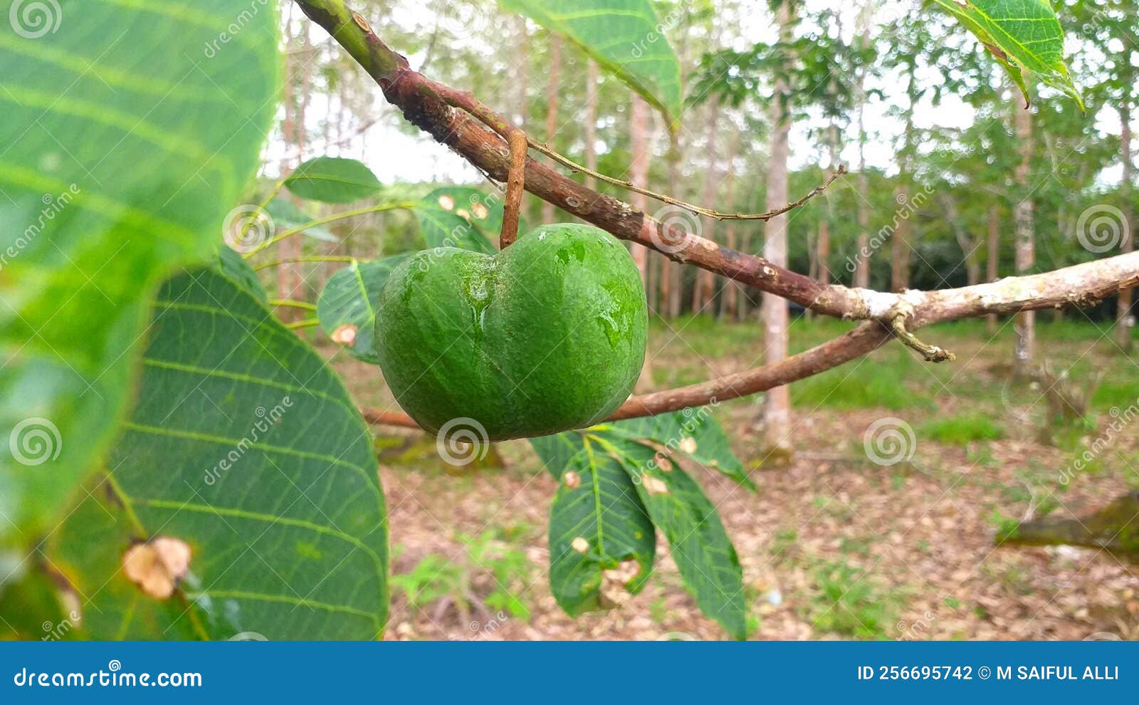 The Rubber Fruit is Still Young with a Green Color Stock Photo - Image ...
