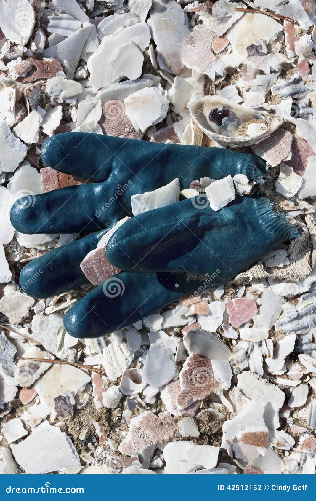Rubber Glove in Pile of Shells Stock Photo - Image of england ...