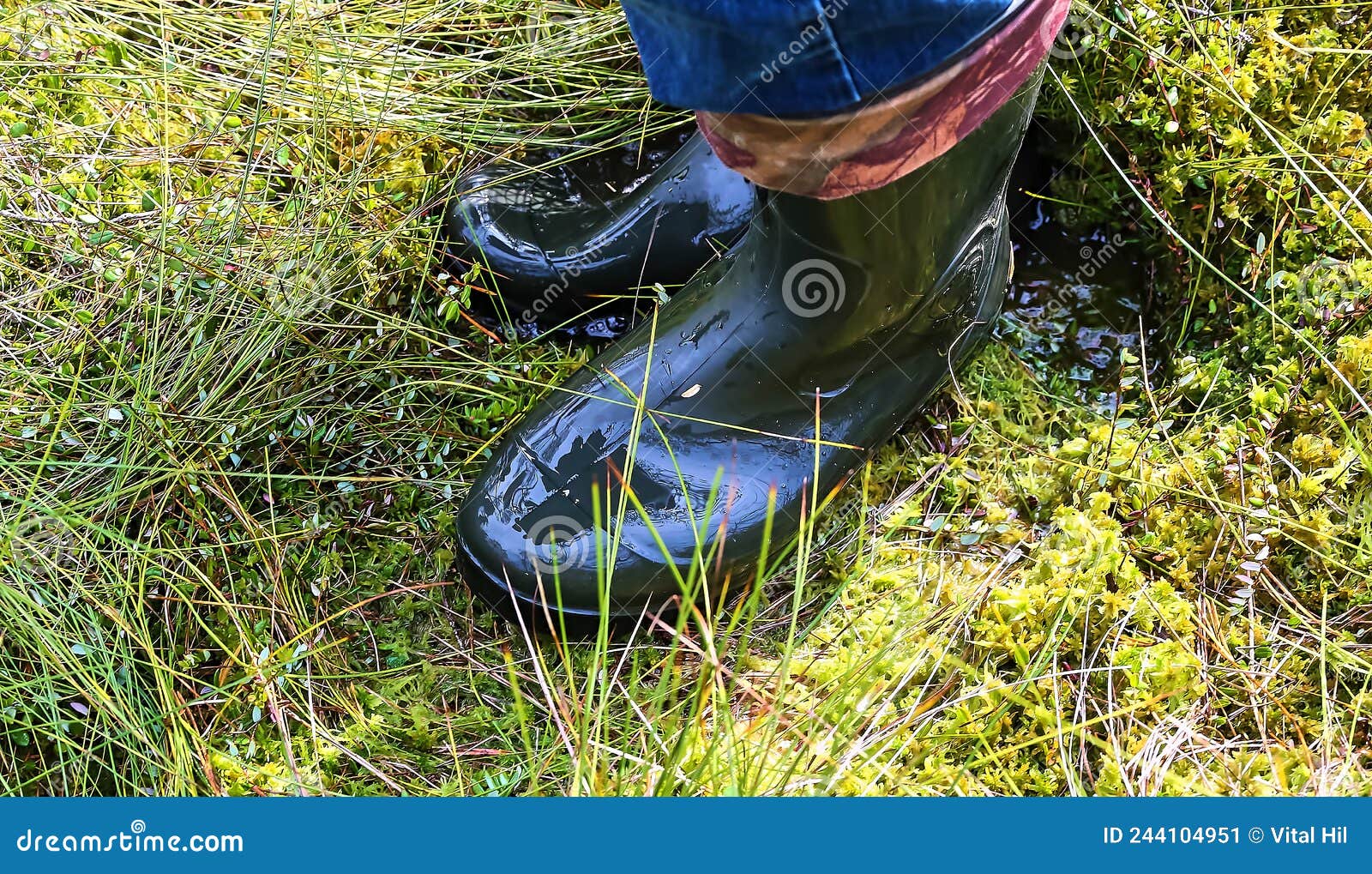 Rubber Green Boots Stand on a Moss, the Swamp Stock Image - Image of ...