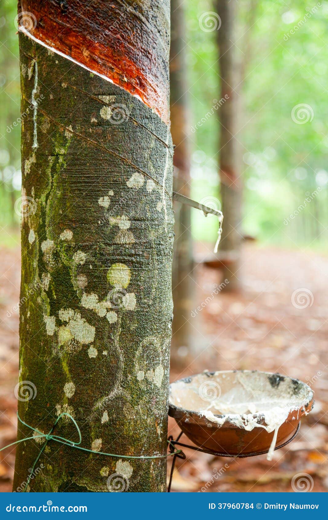Rubber latex collecting stock photo. Image of production - 37960784