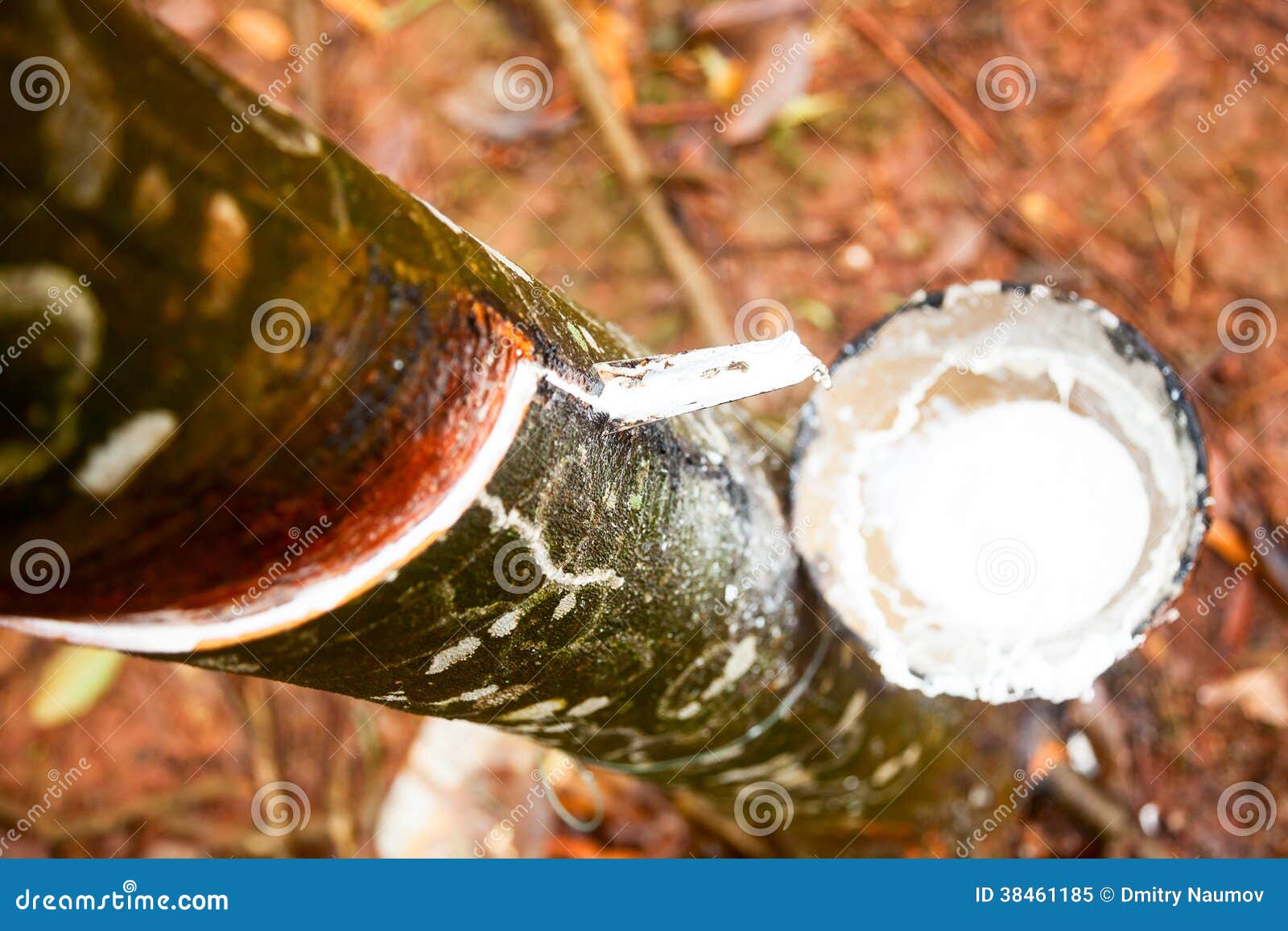 Rubber latex collecting stock image. Image of tapped - 38461185