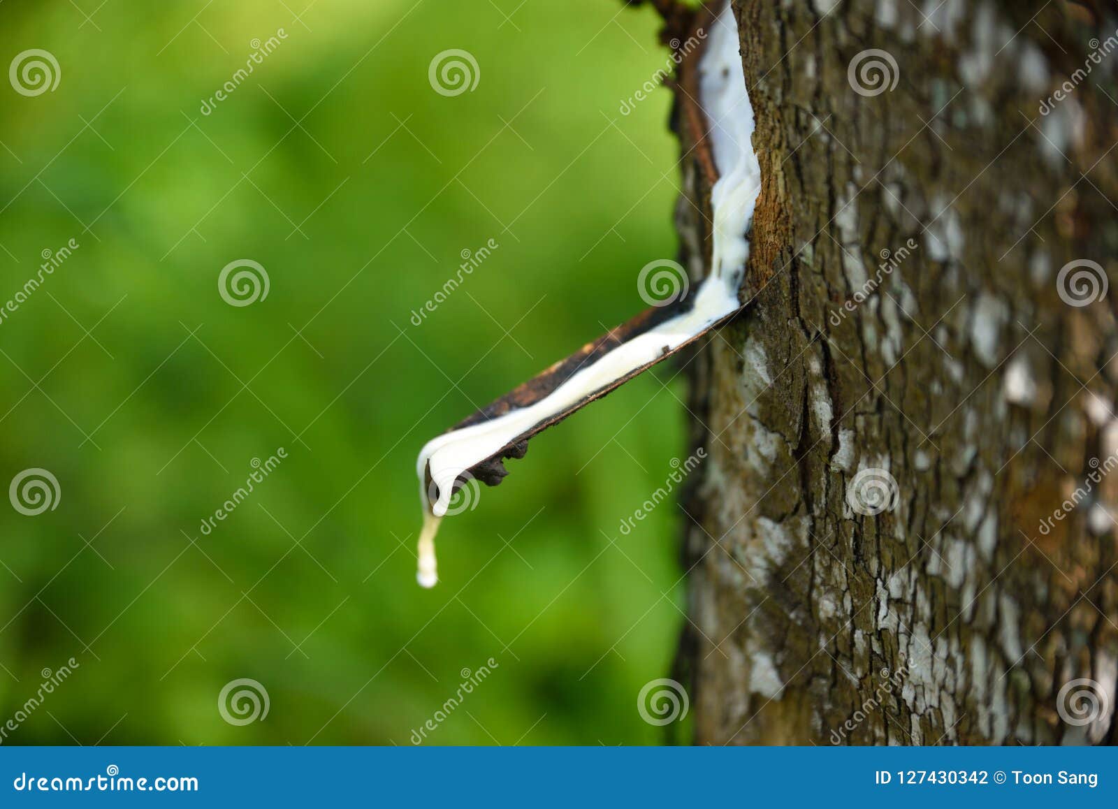 Rubber Latex Drop from a Rubber Tree Stock Photo - Image of material ...
