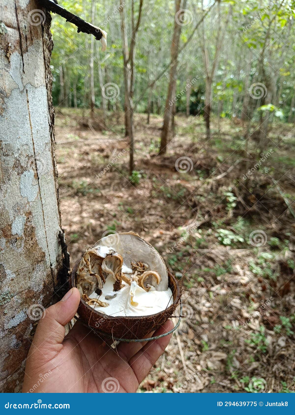 Rubber latex product stock image. Image of latex, money - 294639775