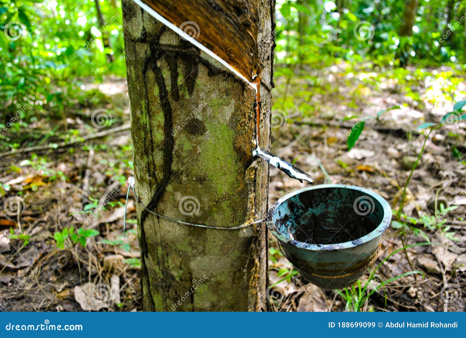 Rubber Latex Production from Rubber Tree Farm Stock Image - Image of ...