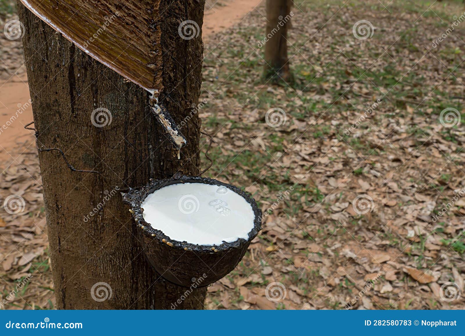 Rubber Latex of Rubber Trees Stock Image - Image of forest, stick ...