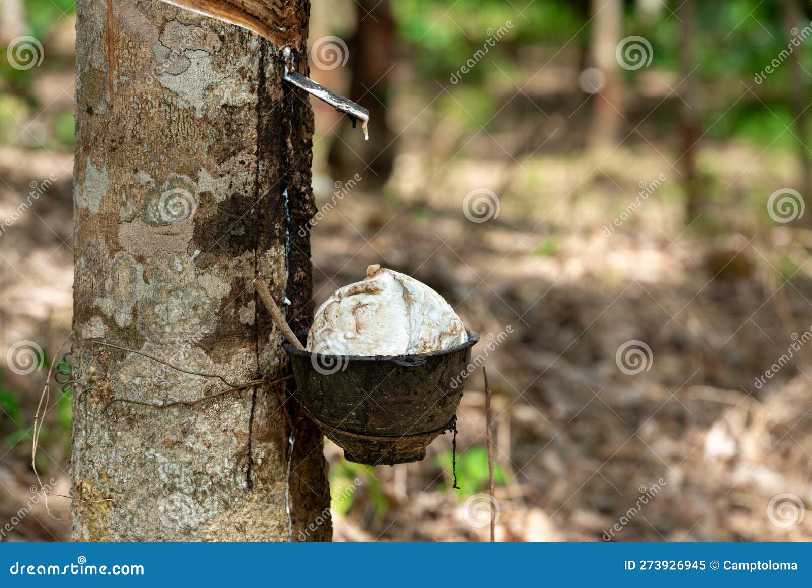 Rubber Latex of Rubber Tree Stock Image - Image of nature, white: 273926945