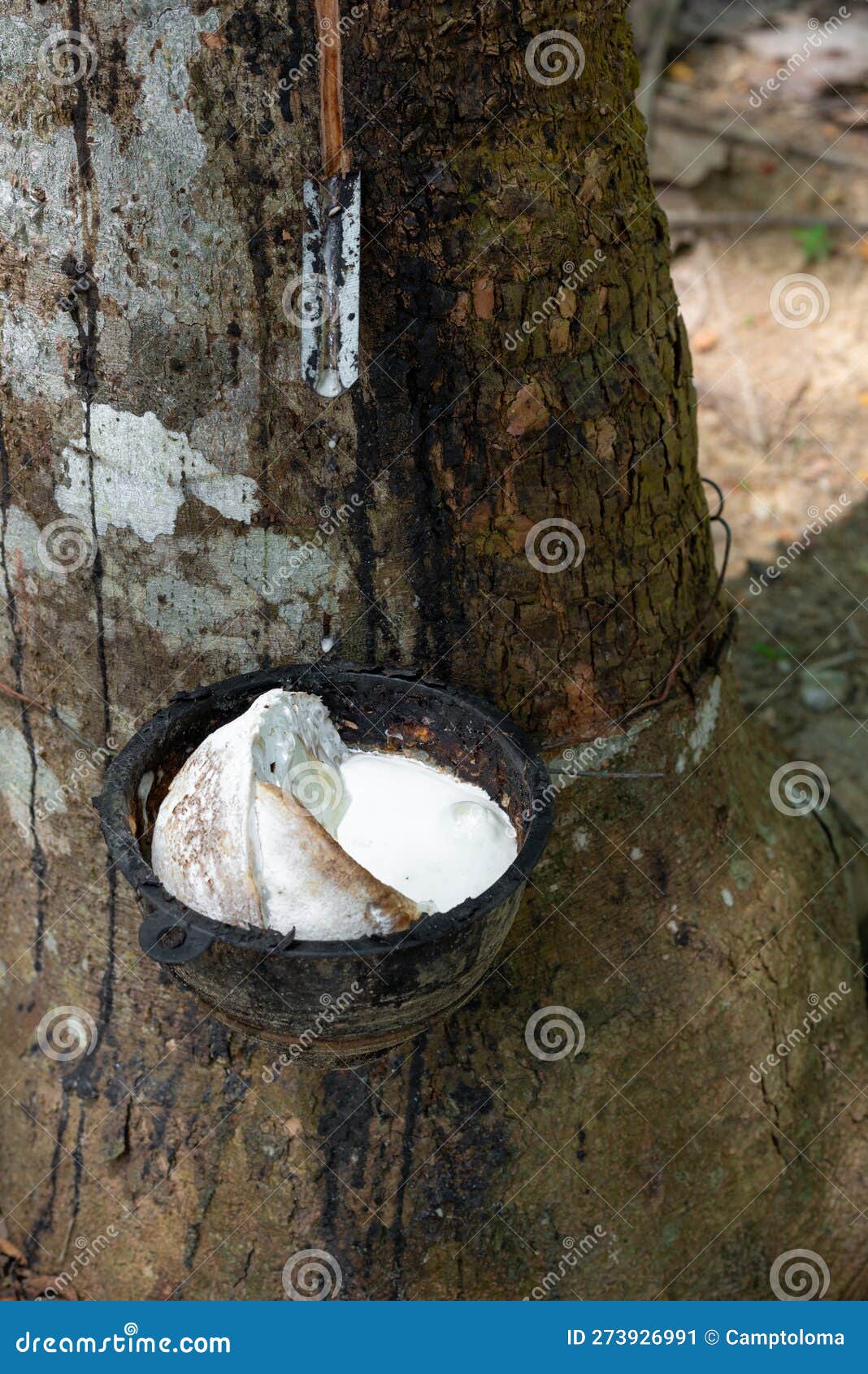 Rubber Latex of Rubber Tree Stock Image - Image of white, agriculture ...