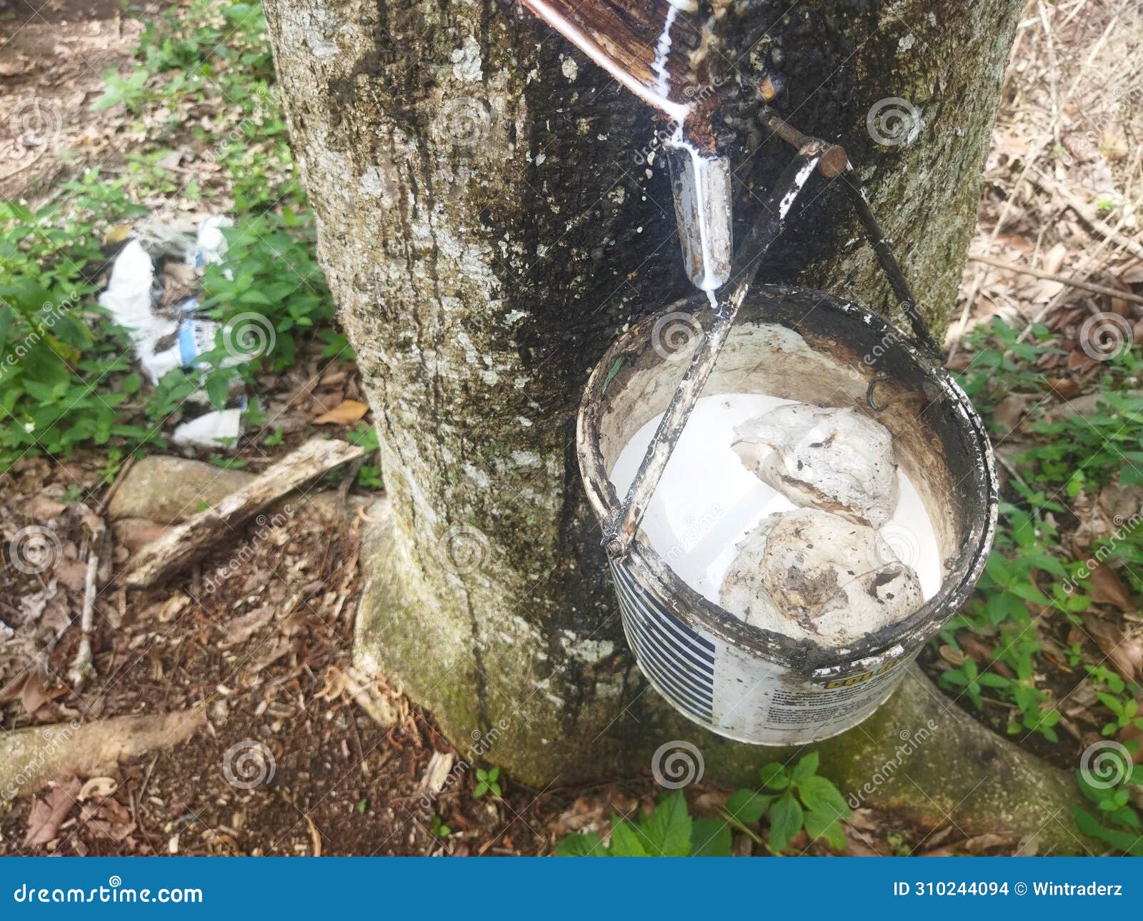 Rubber Latex Tree so Much Production Stock Photo - Image of tree ...