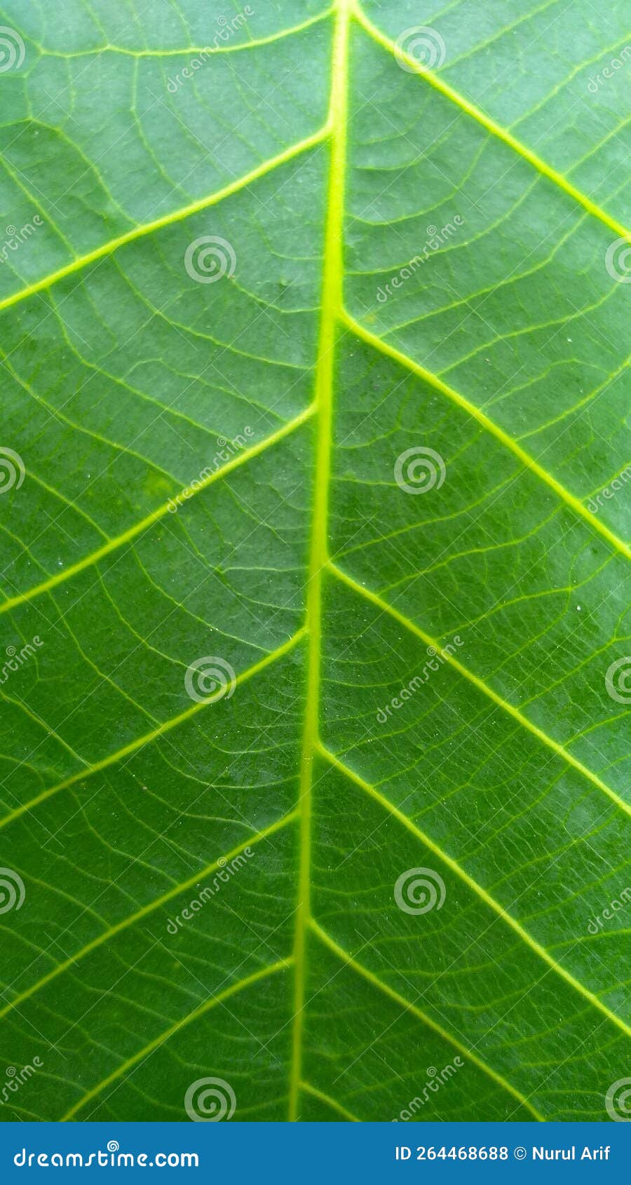 Rubber Leaf Texture Focus from Asia Stock Photo - Image of focus, herb ...