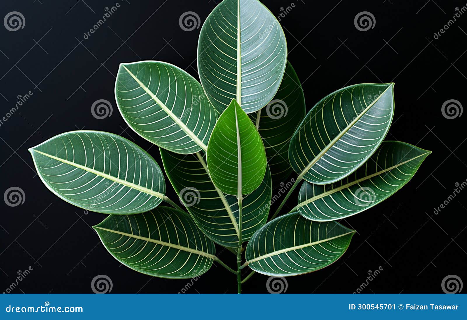 Rubber Leaf on a White Background -Generative Ai Stock Image - Image of ...