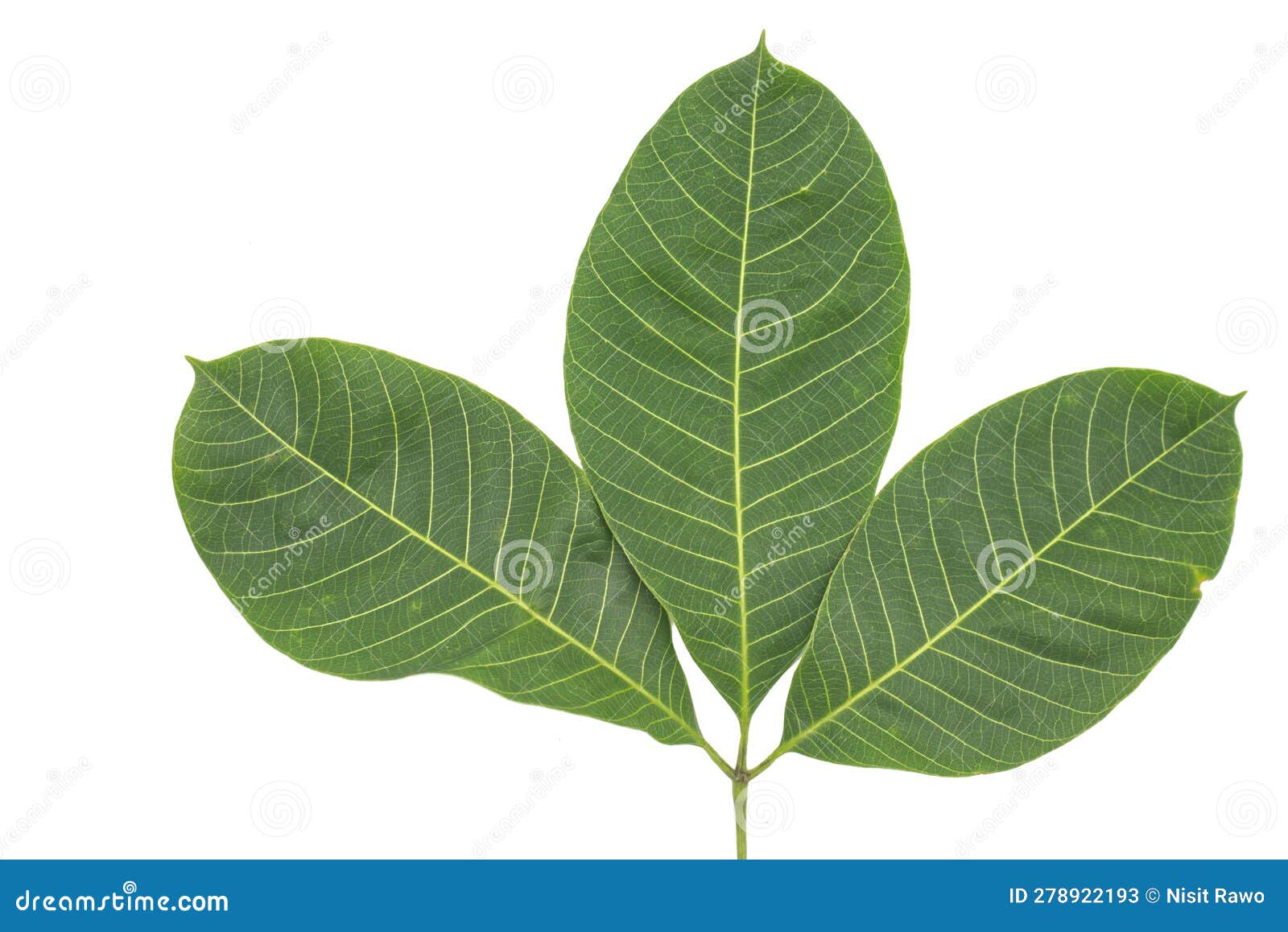 Rubber leaf on white stock image. Image of agriculture - 278922193