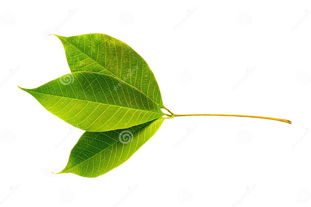 Rubber Leaves Isolated on White. Stock Photo - Image of freshness, tree ...