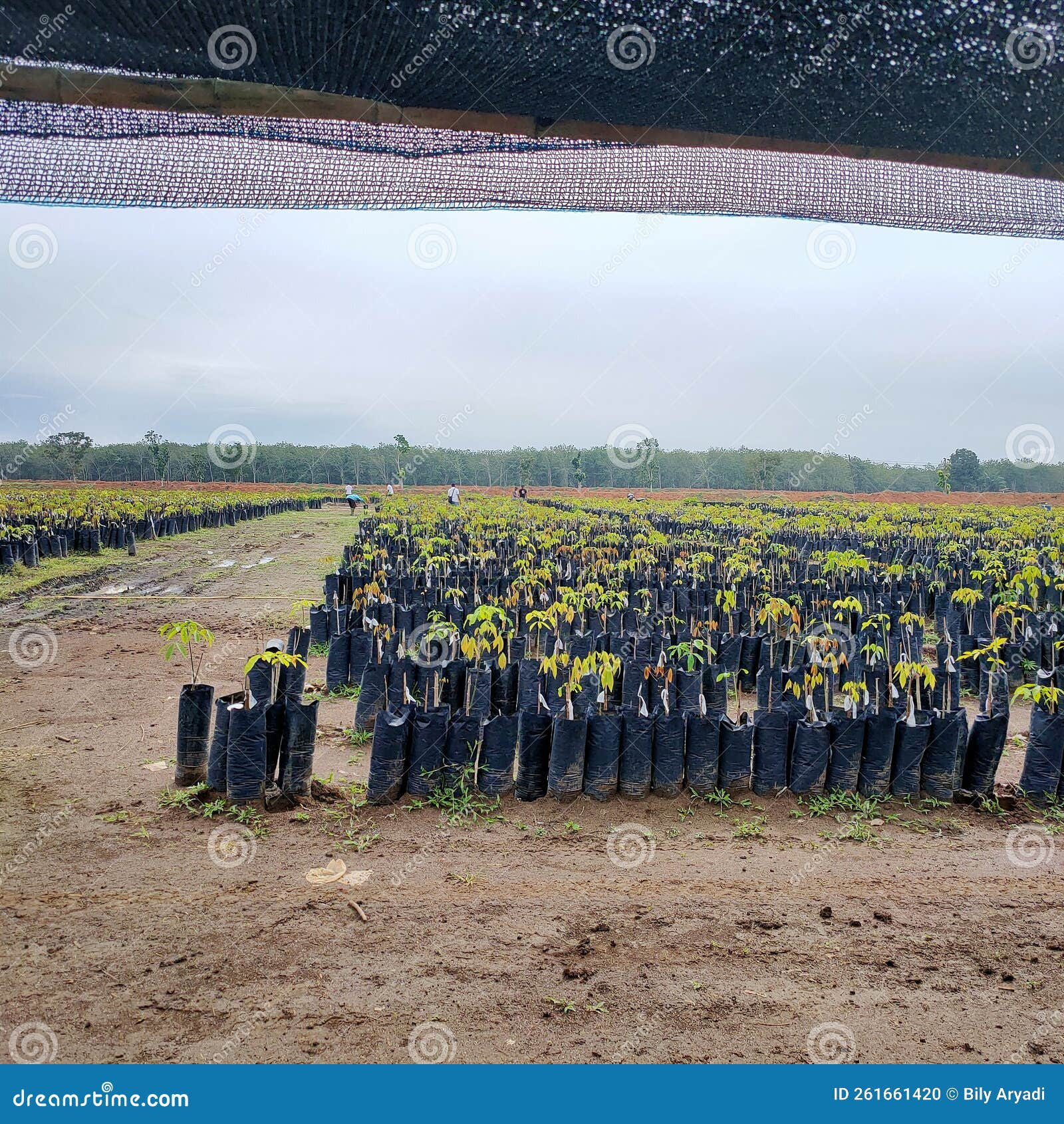 Rubber Nursery with Polybag at the Morning Stock Photo - Image of ...