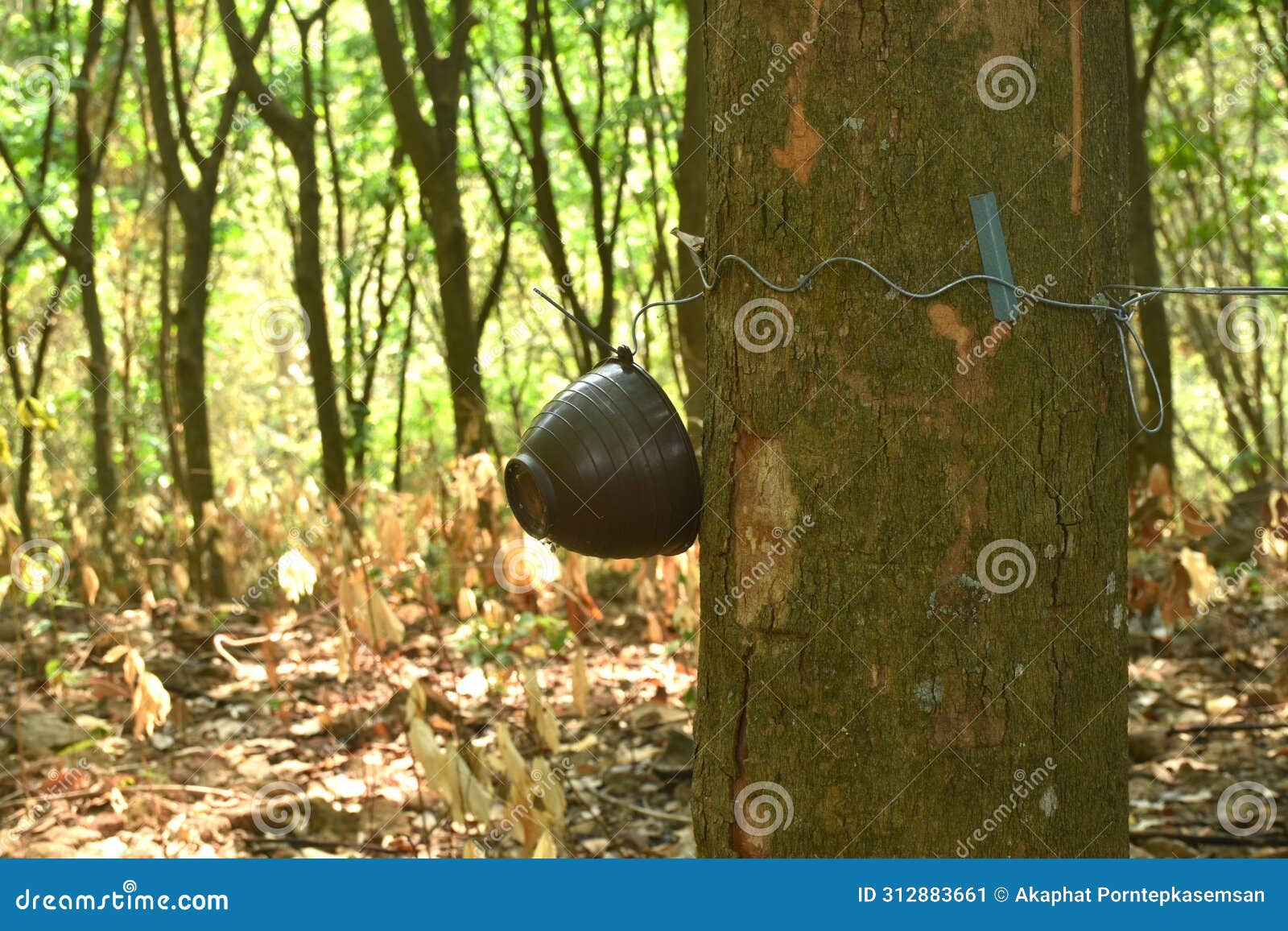 Rubber or Para Wood Tree with Cup for Tapping in Morning on Trunk in ...