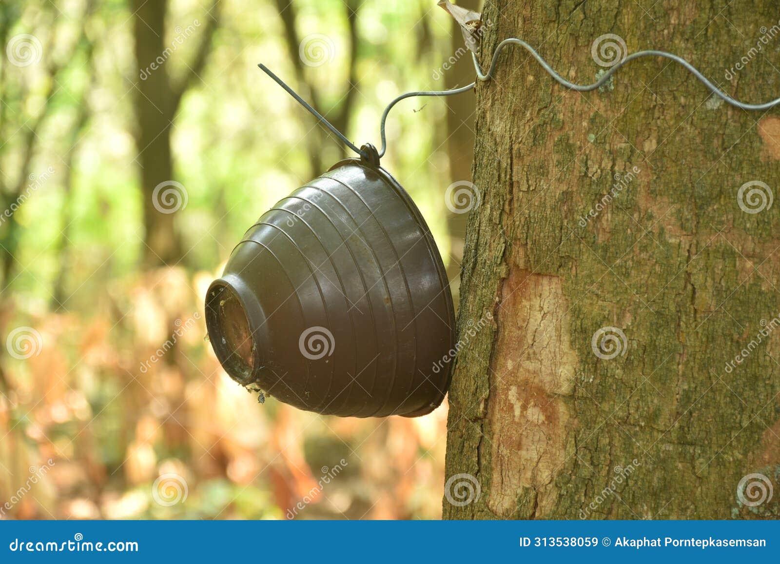 Rubber or Para Wood Tree with Cup for Tapping in Morning on Trunk in ...