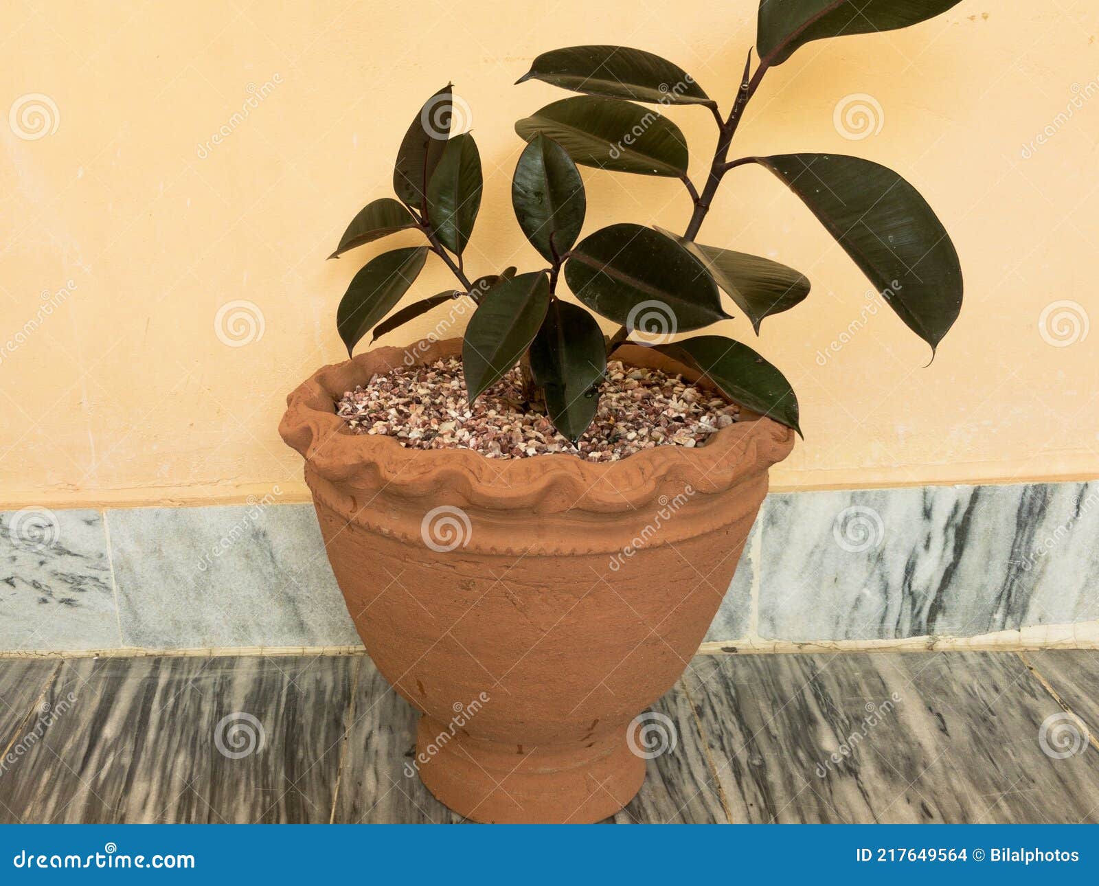 Rubber Plant in a Beautiful Decorative Pot Closeup Stock Photo - Image ...