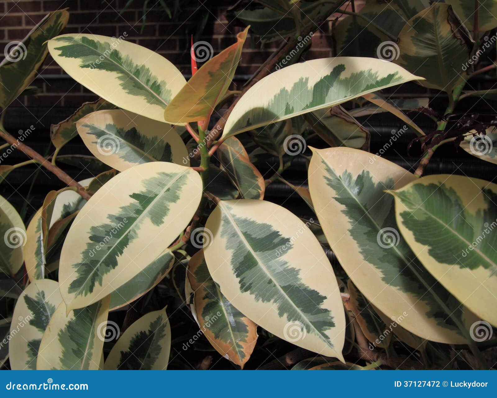 Rubber Plant with Beautiful Leaves Stock Photo - Image of leaves, leaf ...