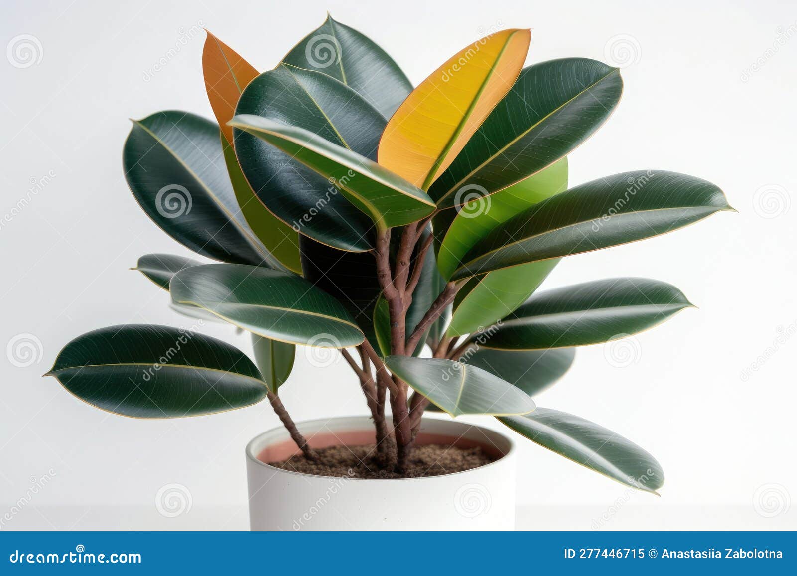 Rubber Plant Ficus Elastica in a White Pot on a White Background ...