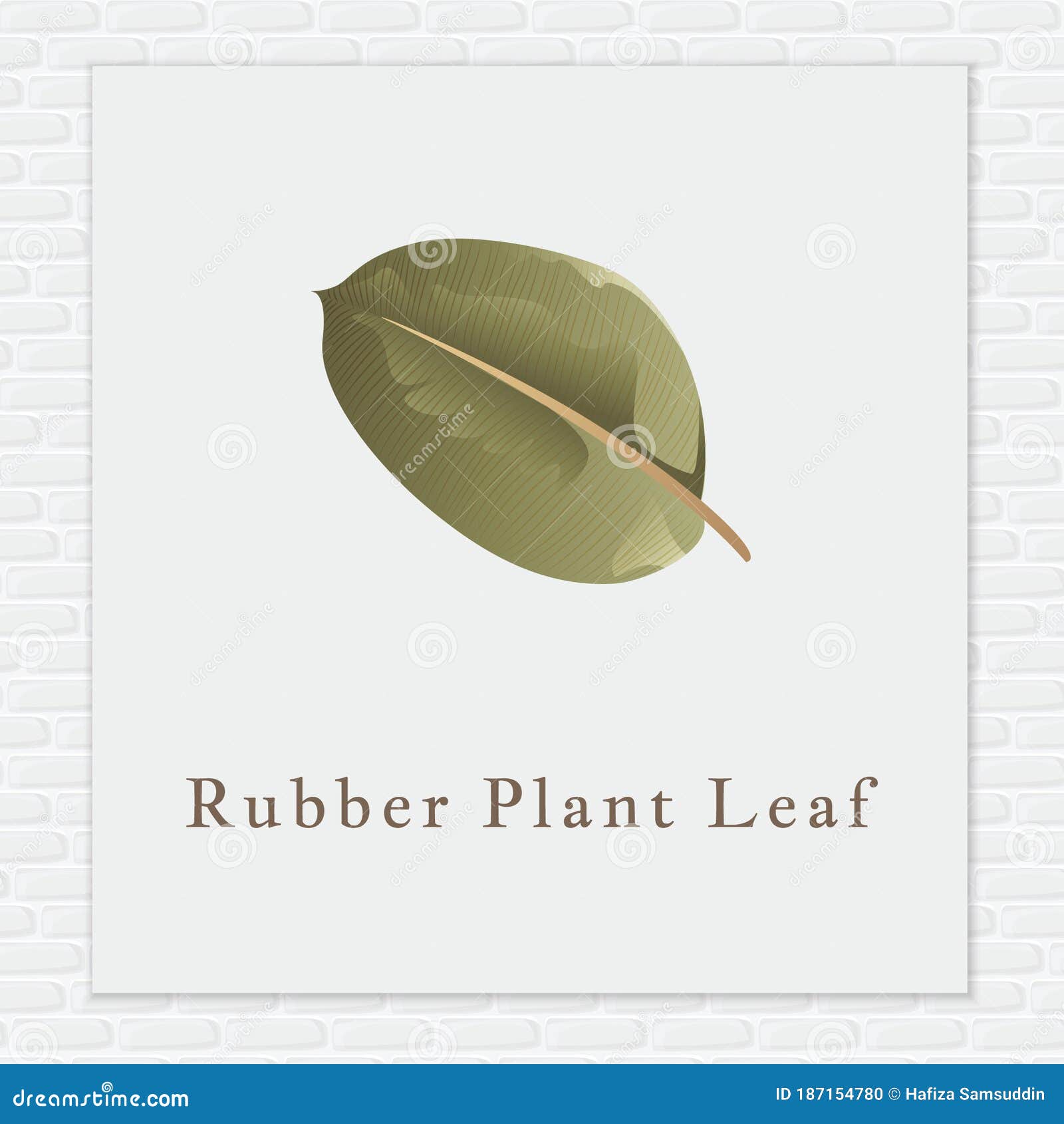 Rubber Plant Leaf. Vector Illustration Decorative Design Stock Vector ...