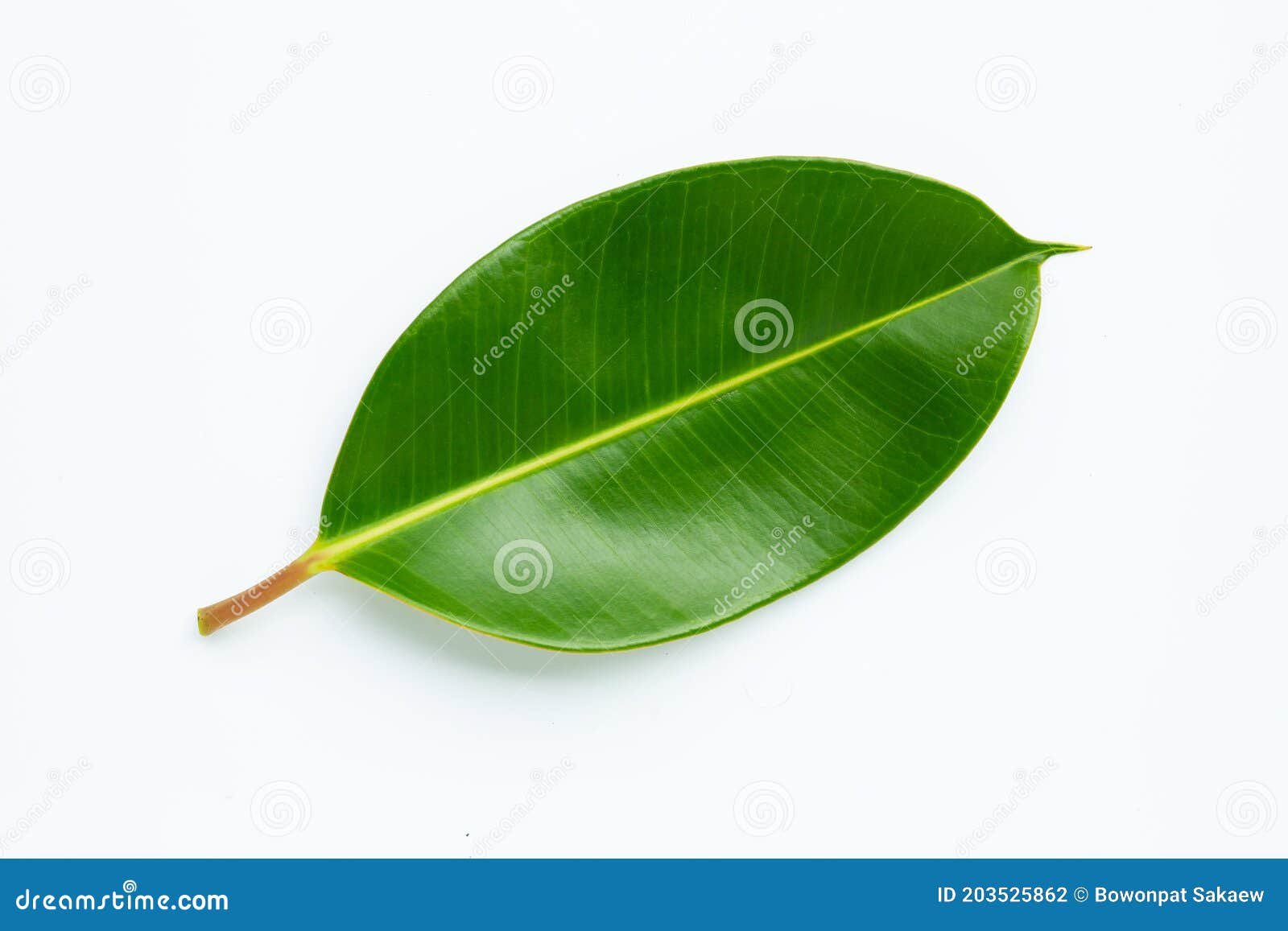 Rubber plant leaf on white stock photo. Image of green - 203525862