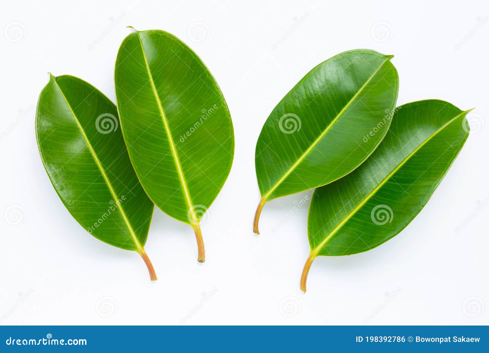 Rubber Plant Leaves on White Stock Photo - Image of background, house ...