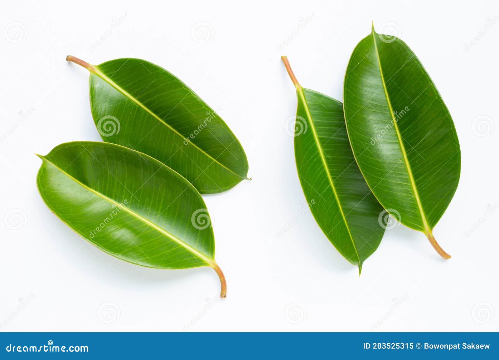 Rubber Plant Leaves on White Stock Image - Image of botanical, growth ...